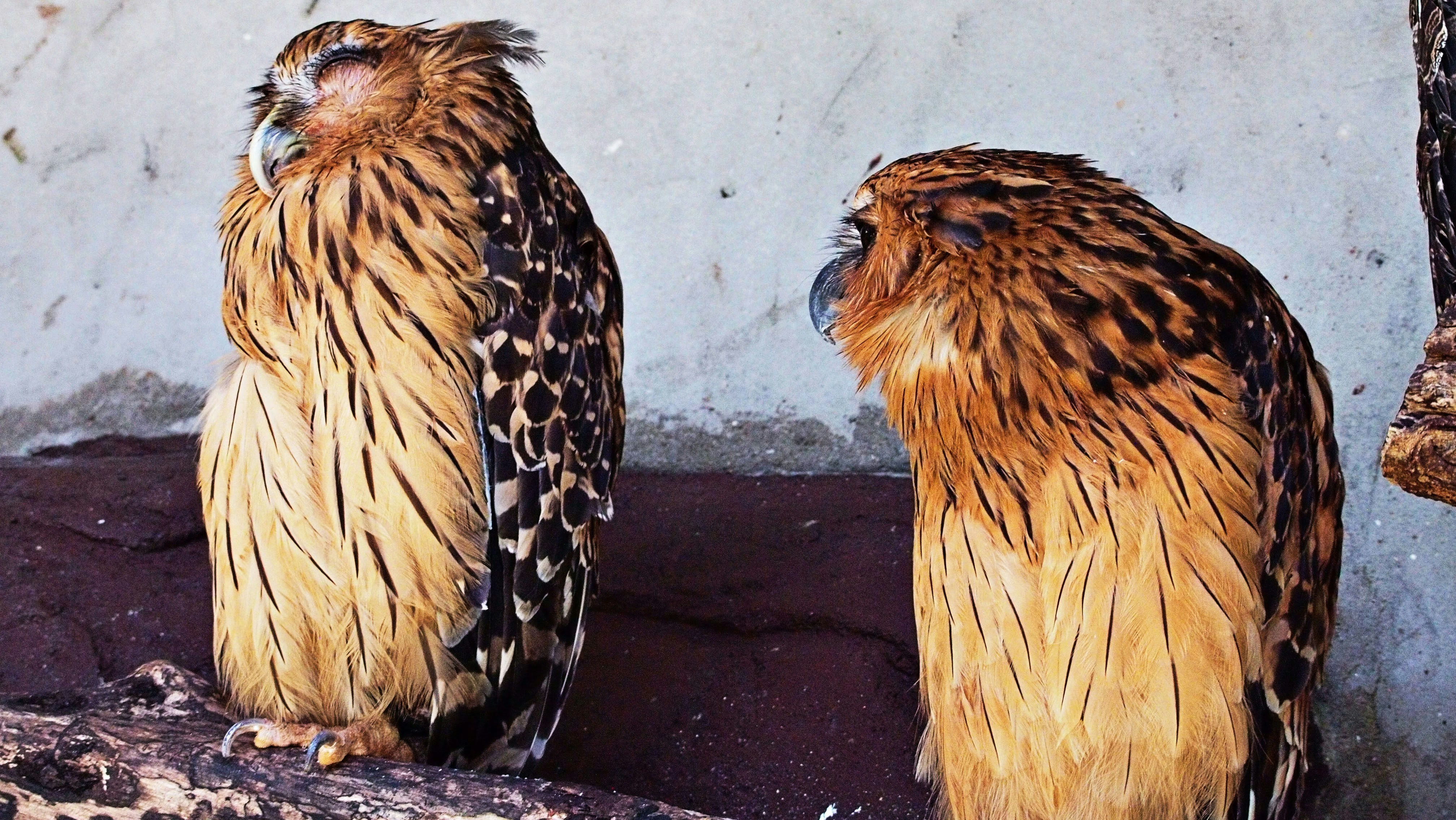 Two vigilant owls at rest on a wooden ledge