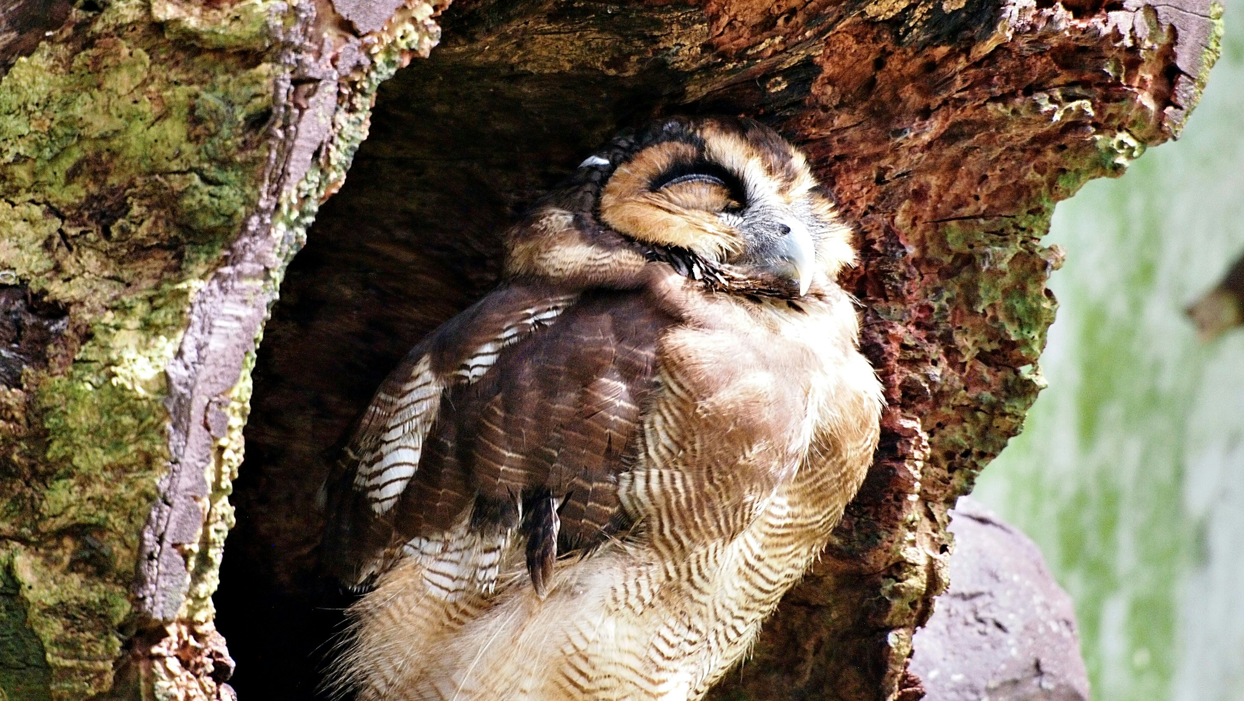 A serene owl nestled within a tree hollow, showcasing its intricate feather patterns and peaceful demeanor.