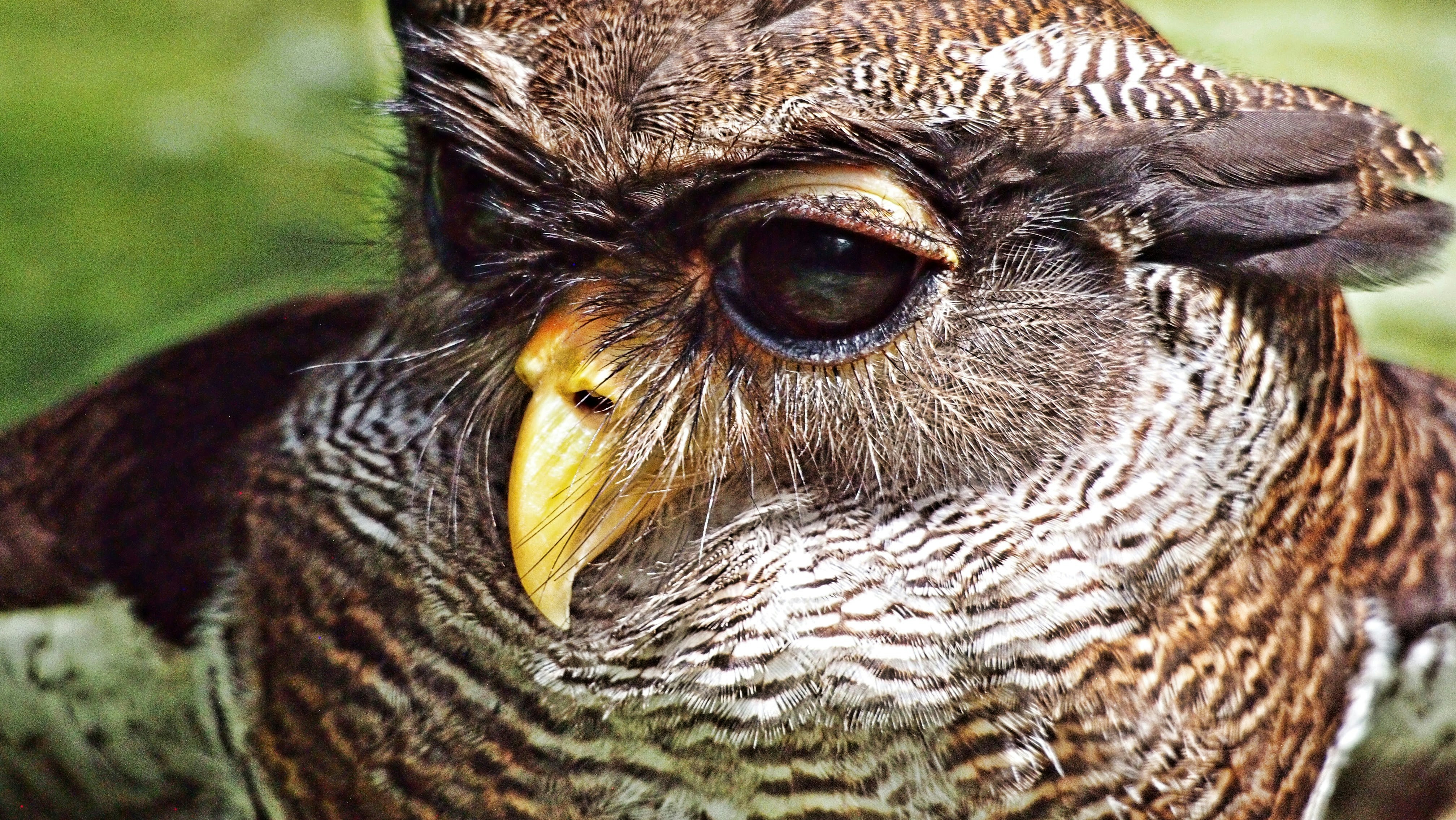 Close-up of a majestic owl showcasing intricate feather patterns and piercing eyes. The focus highlights the bird's sharp features and vibrant beak.