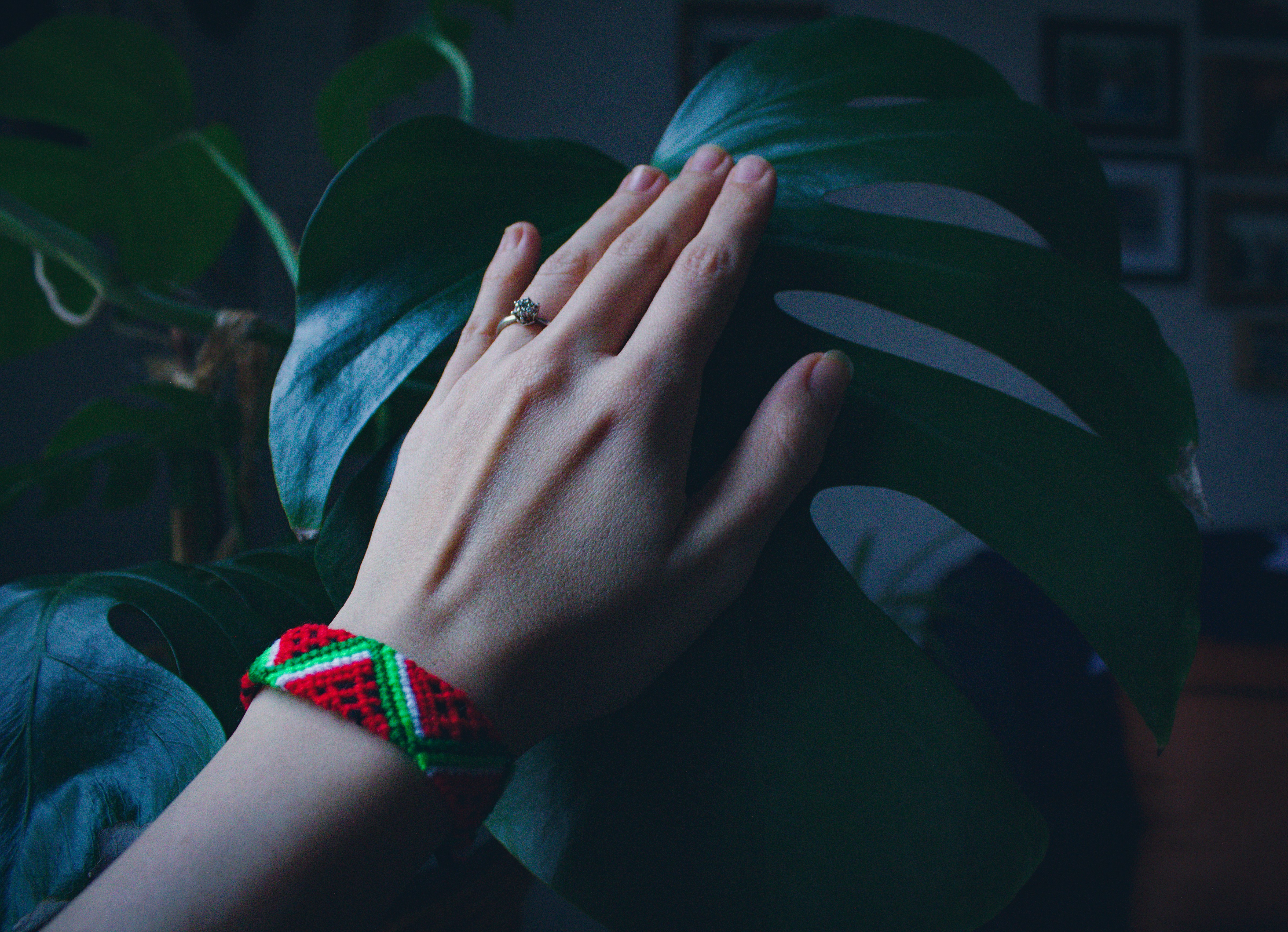 Hands Adorning a Dark Monstera: A Quiet Play of Color and Texture