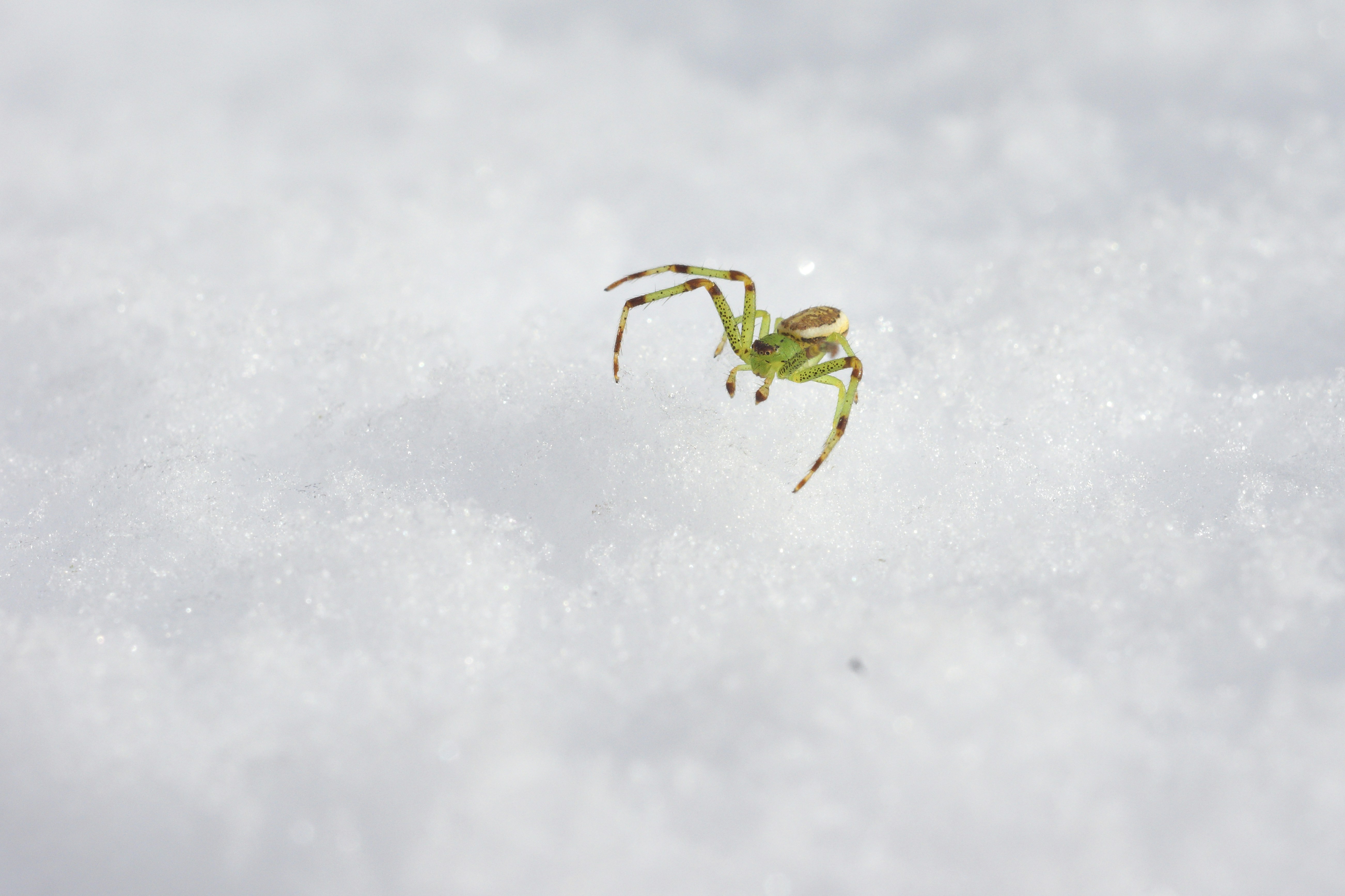 Verdant Stalker in Snow: a Minute Green Arachnid Amid Frost