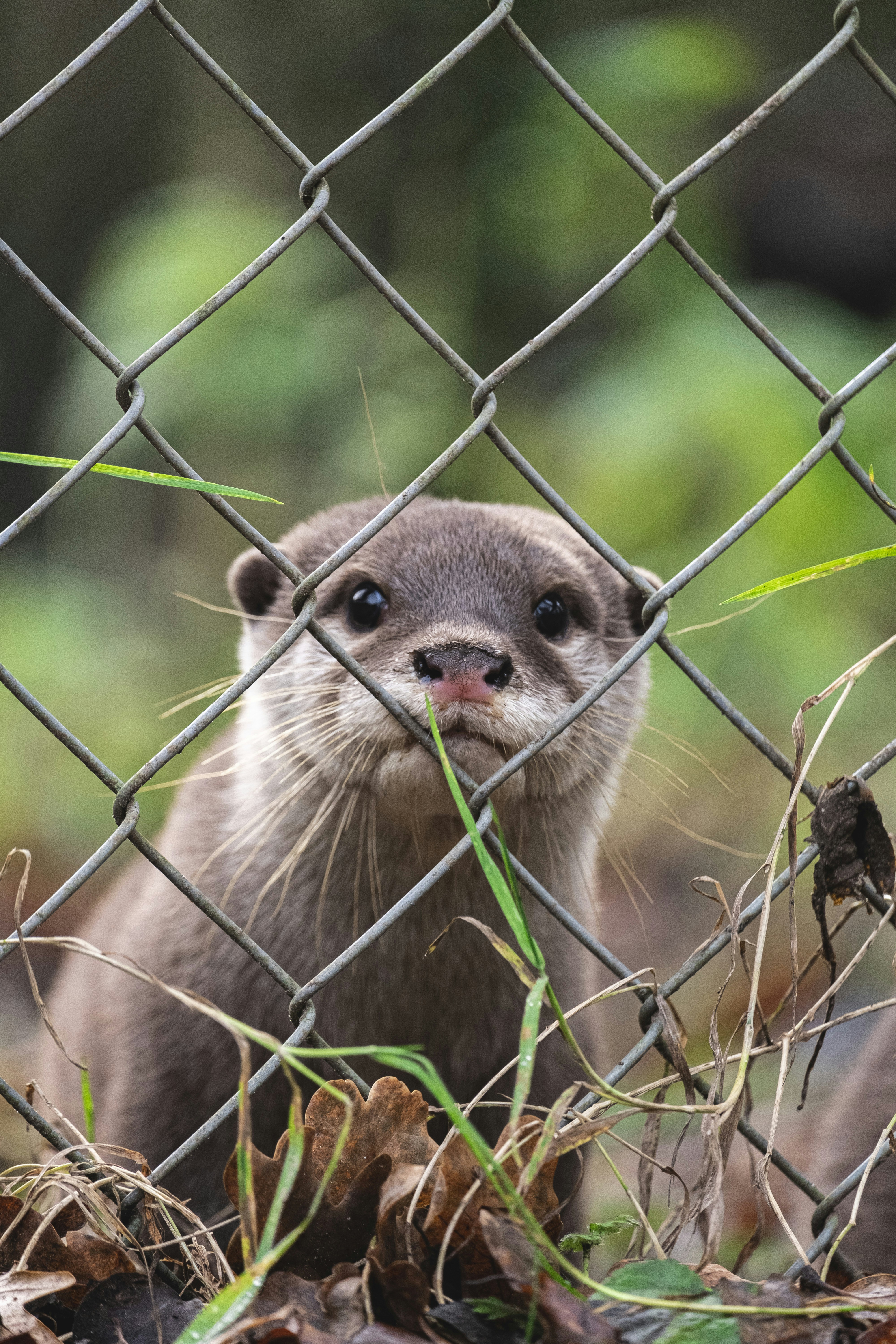 Curious Otterlet Behind the Chain-Link Window