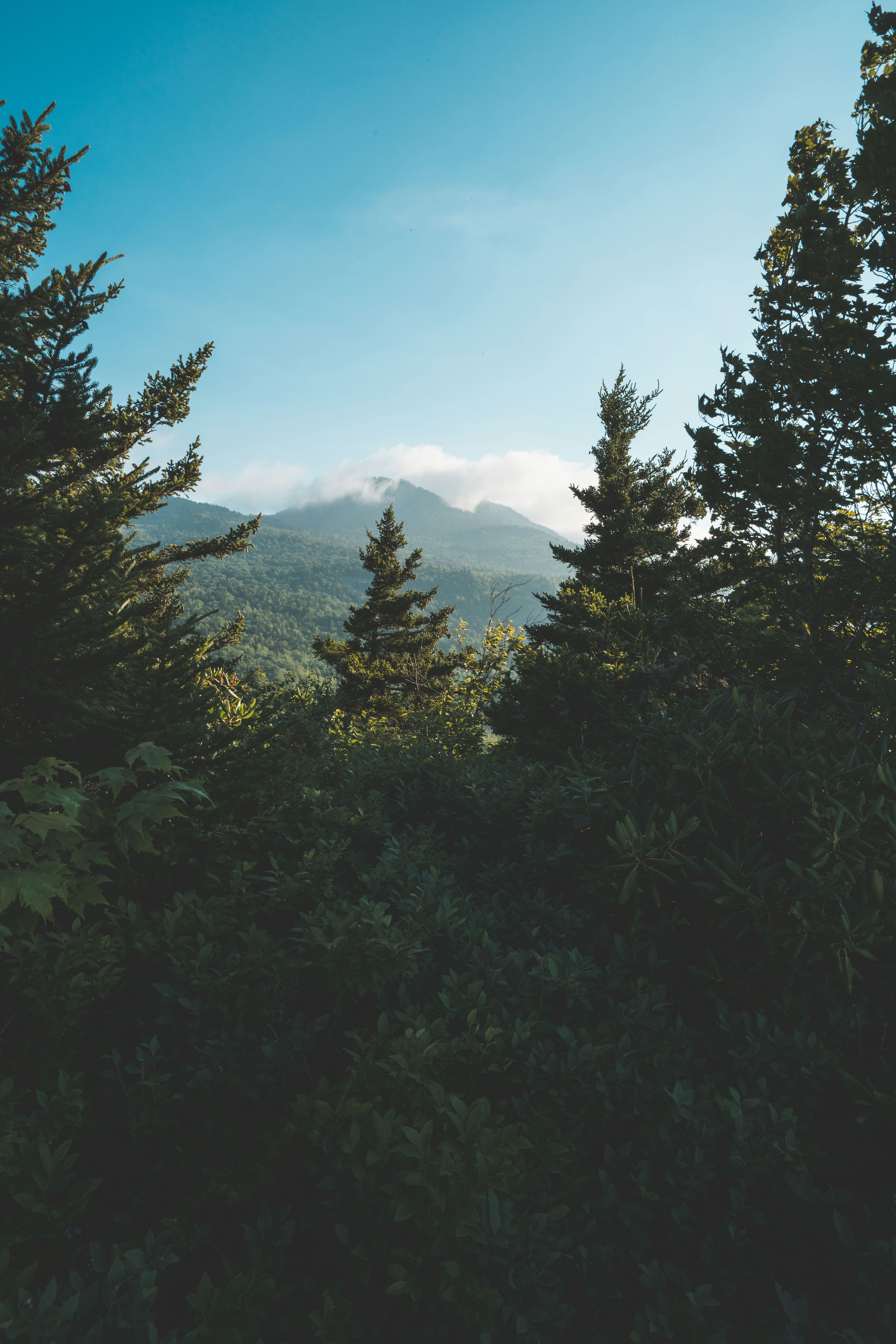 Forest during day photo – Free Blue ridge Image on Unsplash