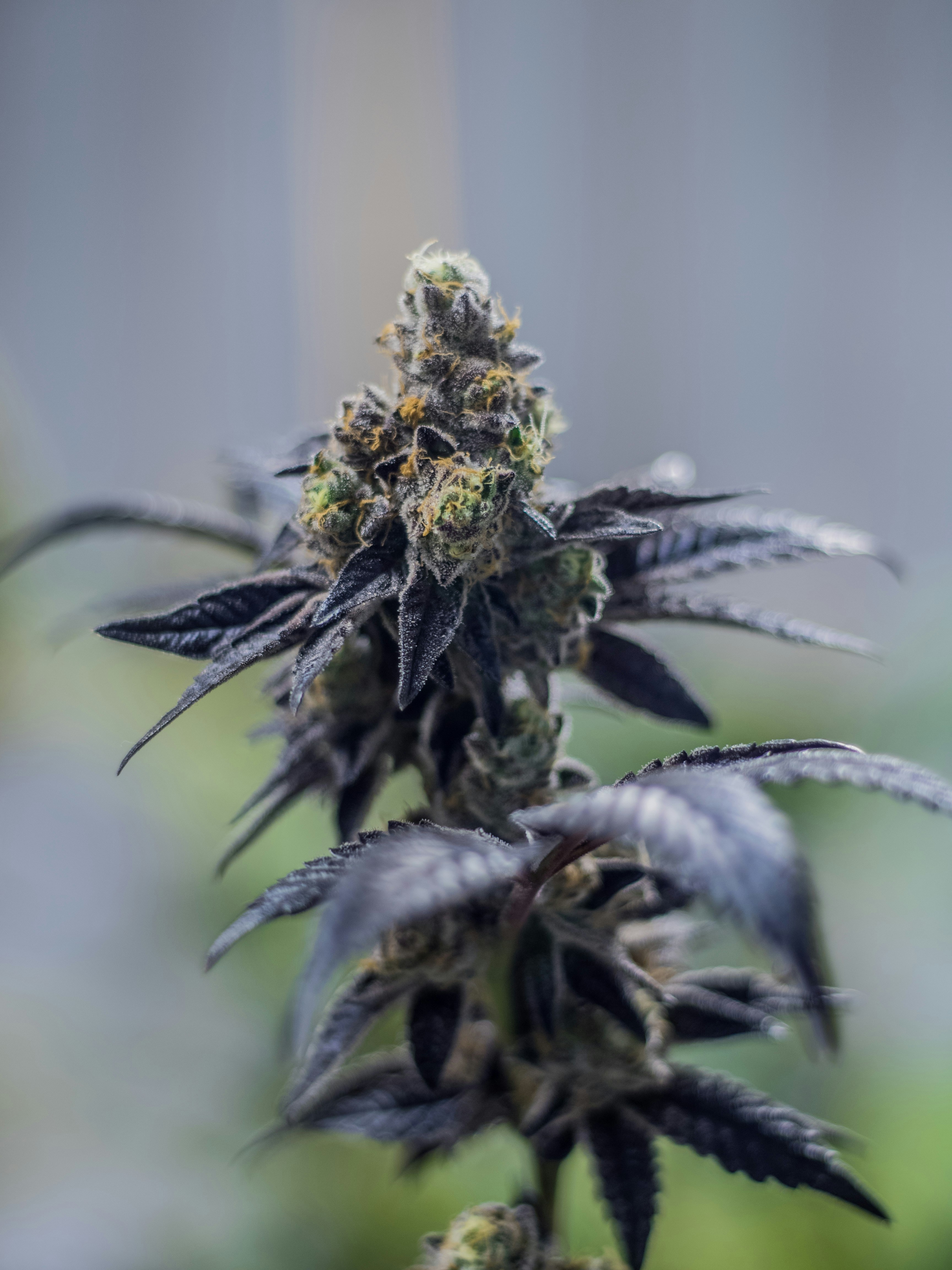 Purple Frost Crown: Close-Up on a Frosted Cannabis Bud
