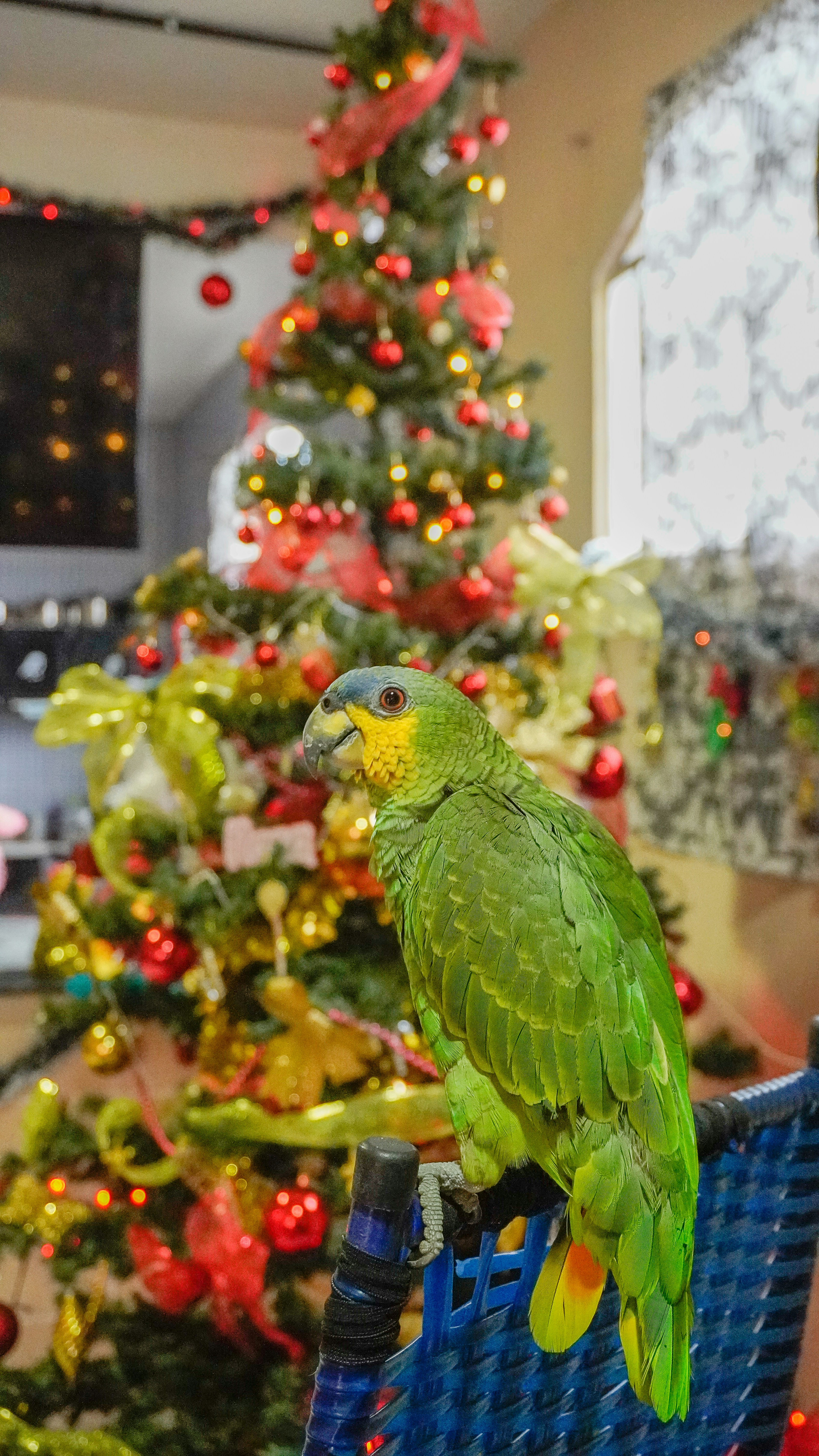 green bird perched on chair backrest near Christmas tree