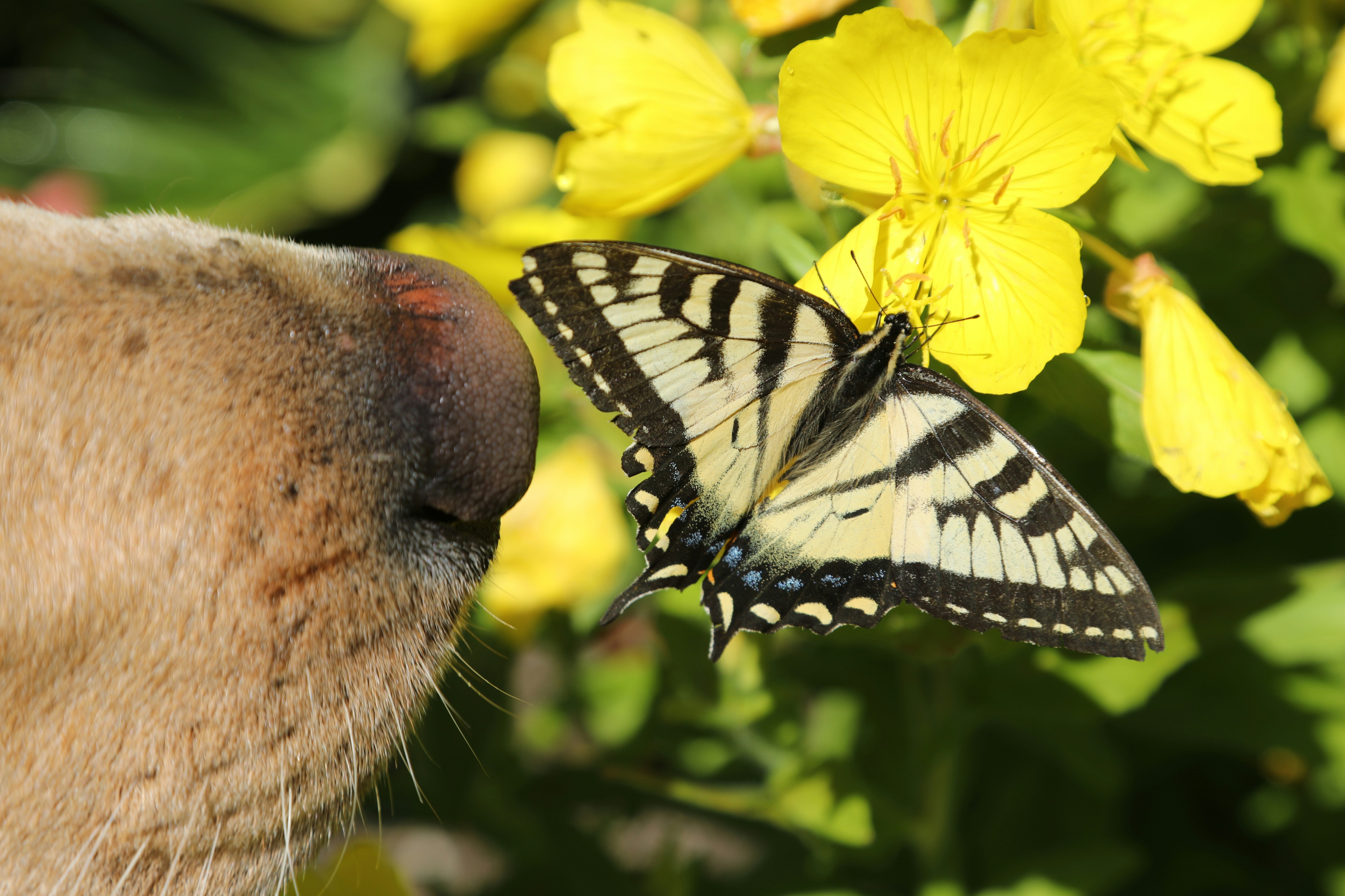 Nectar and Nuzzle: a swallowtail pauses on sunlit blooms beside a dog's nose