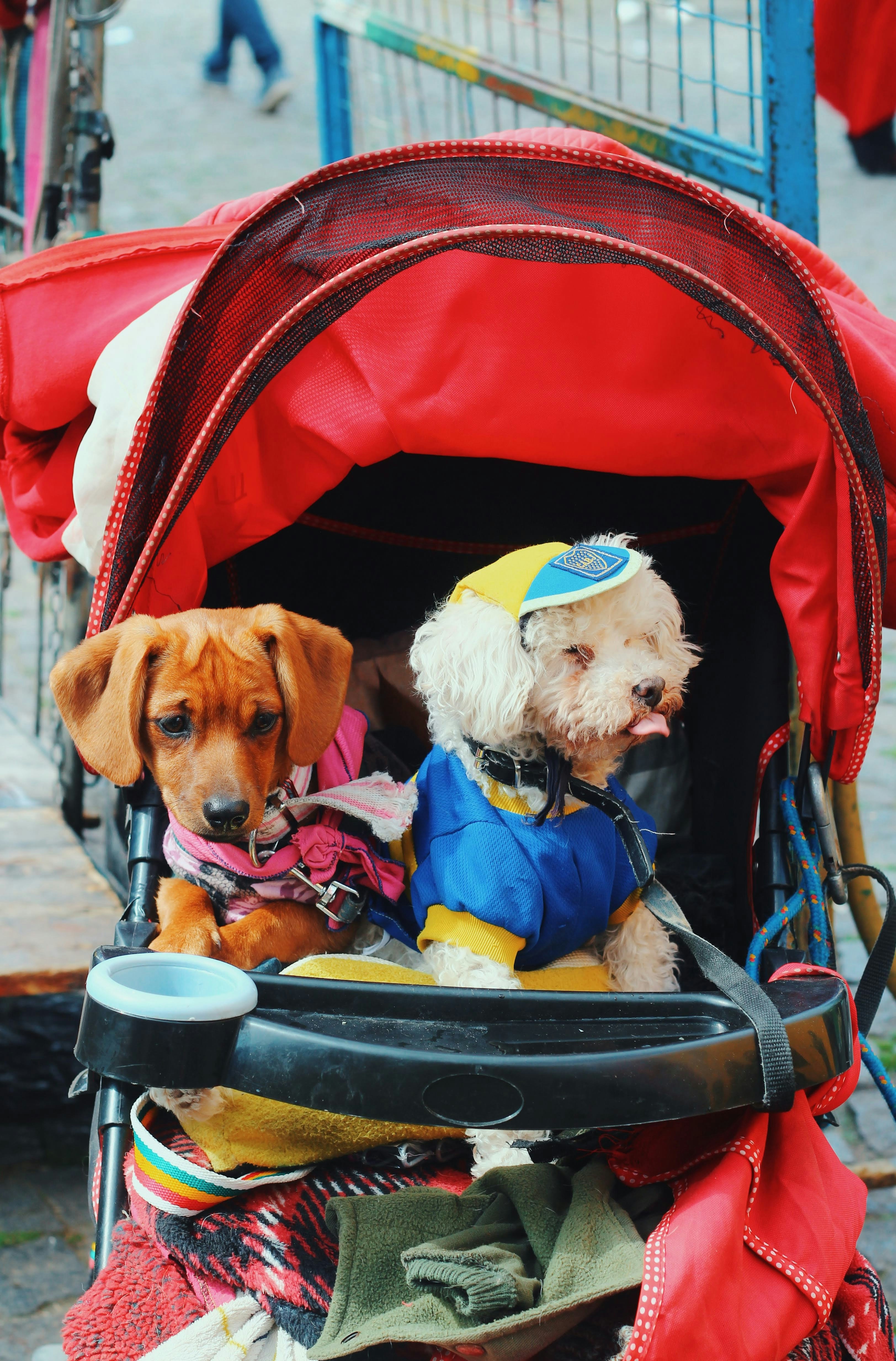 Two dogs comfortably seated in a stroller, one wearing a blue outfit and a cap, while the other is snuggled in a pink harness. 