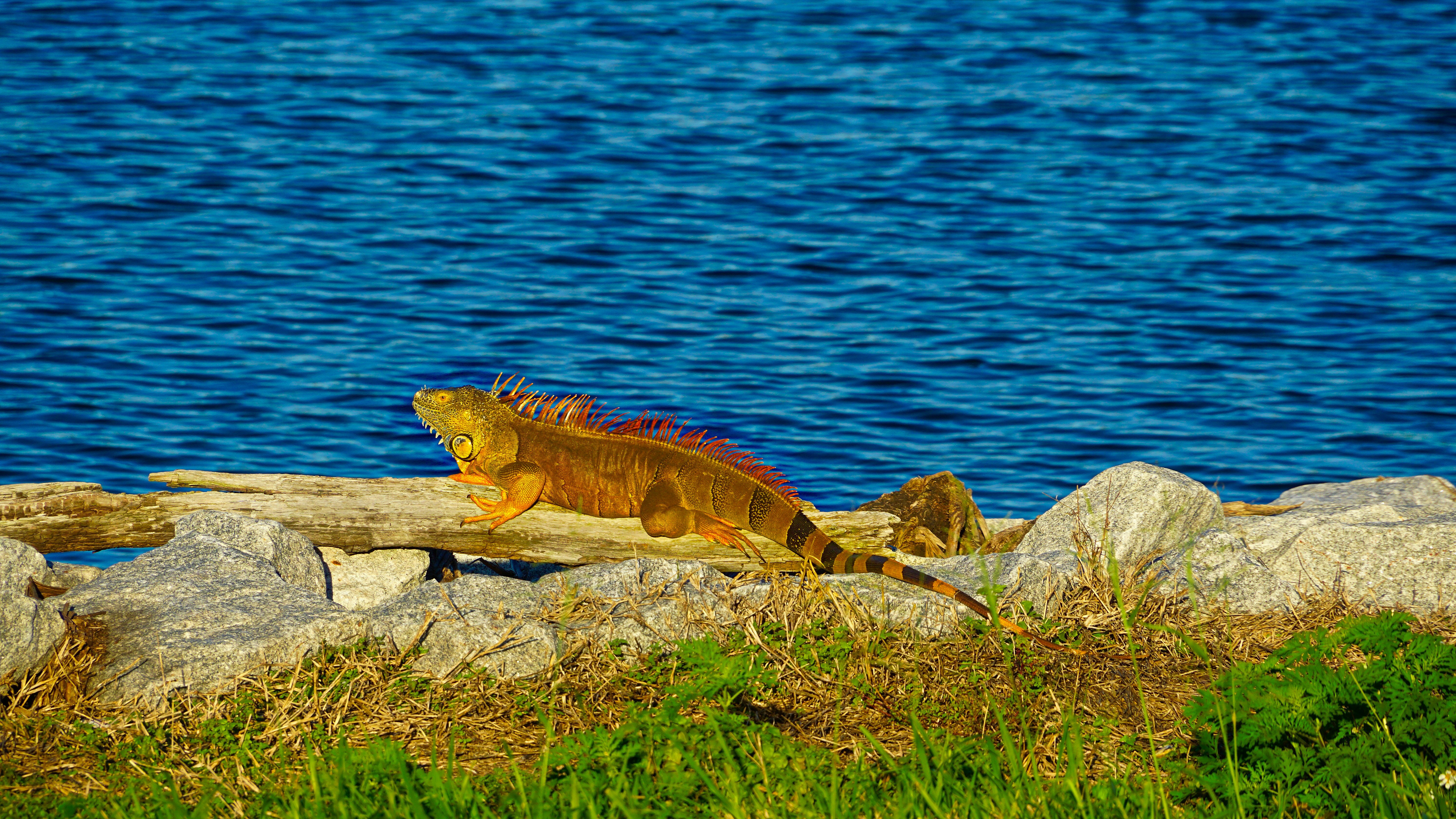 Copper-hued River Resident Resting on Sunlit Stones by Sapphire Water