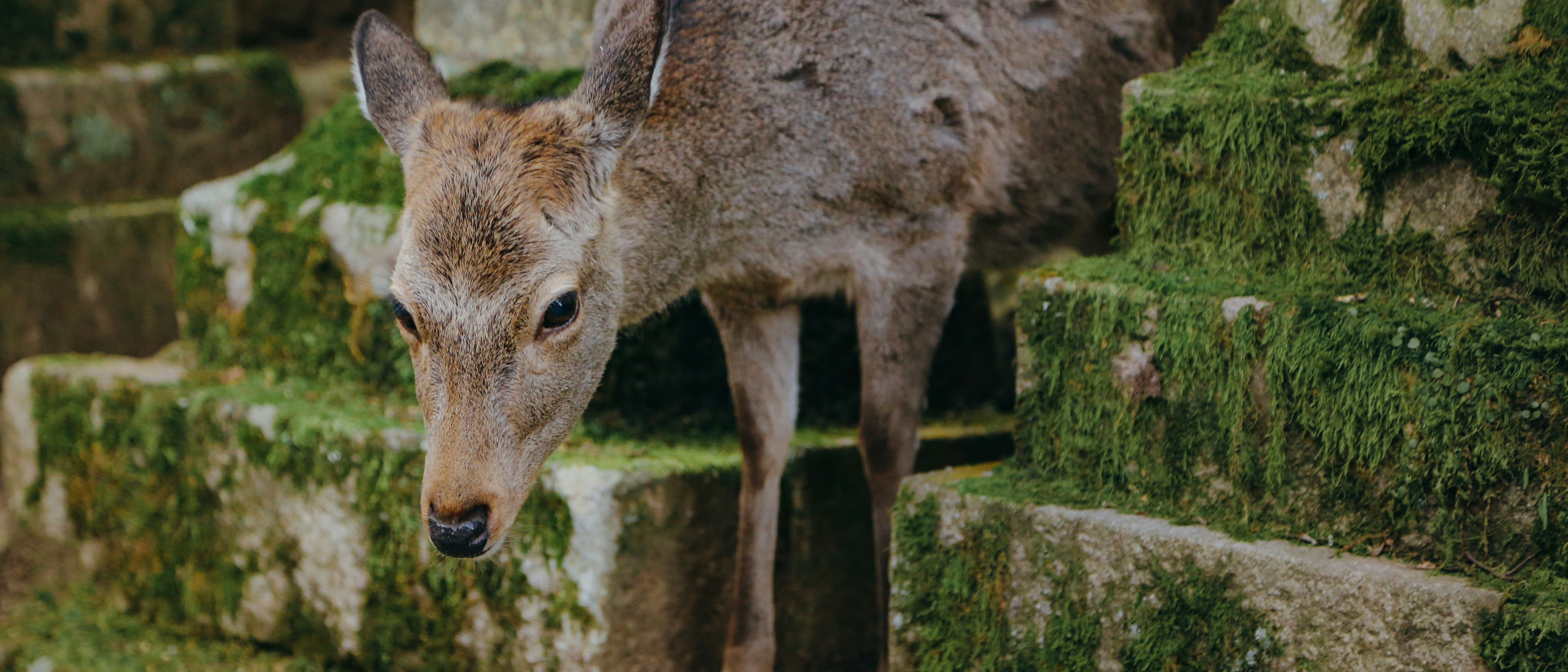 Gentle Deer Amid Weathered Moss-Cplinted Steps