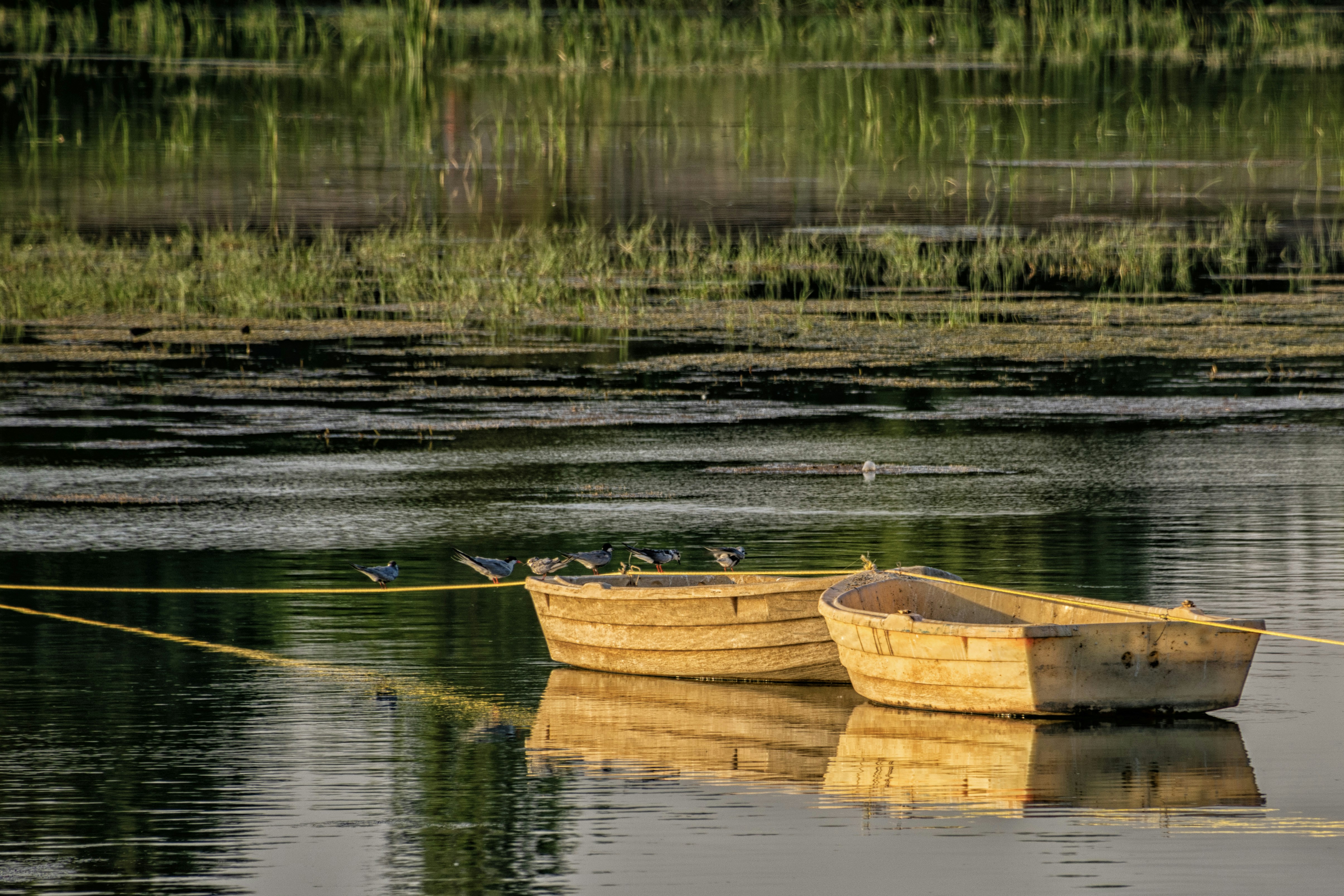 Two wooden boats resting on tranquil waters, surrounded by lush greenery and reflecting the calm sky above.