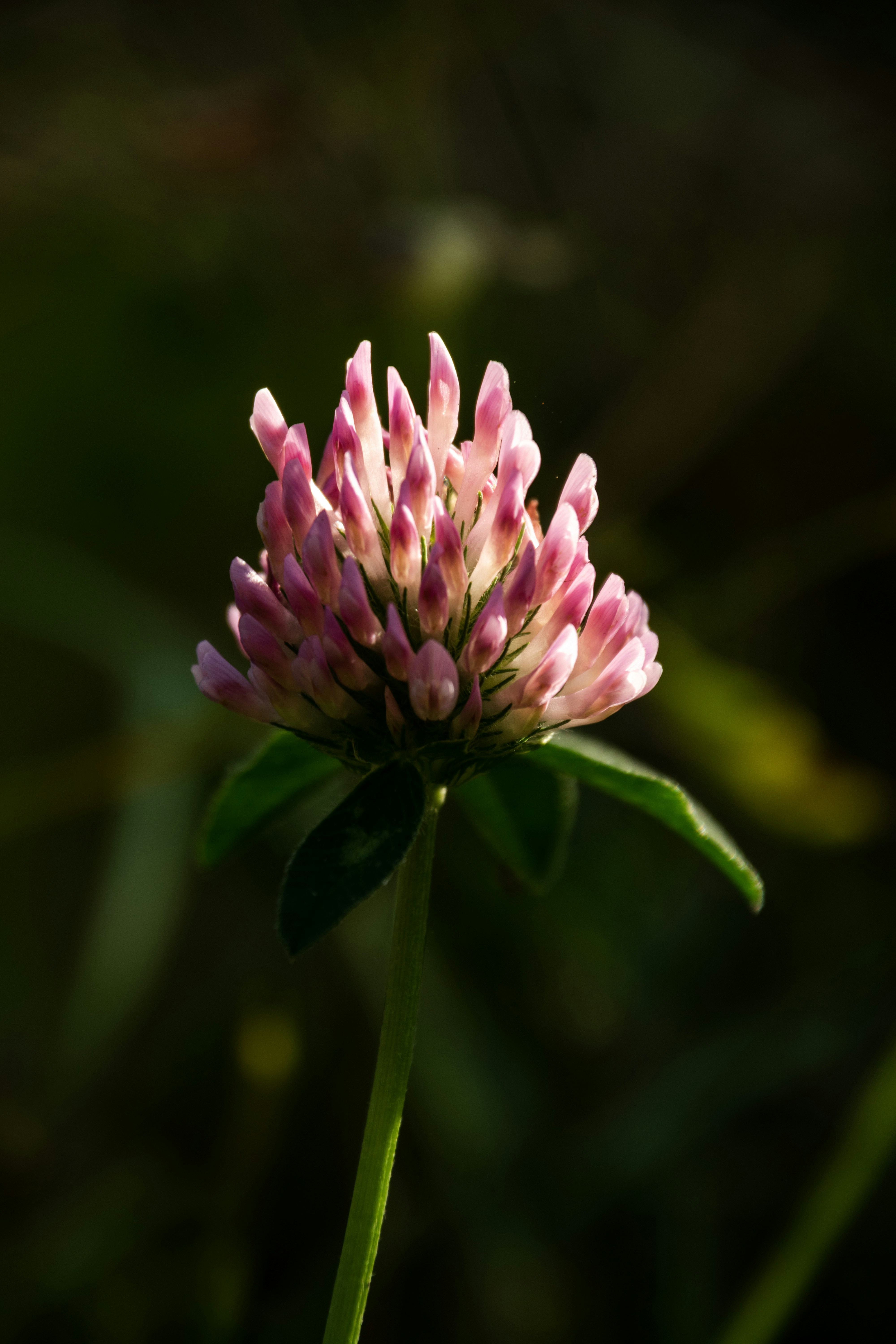 Pink Clover Bloom: Focused Spotlight on a Delicate Head