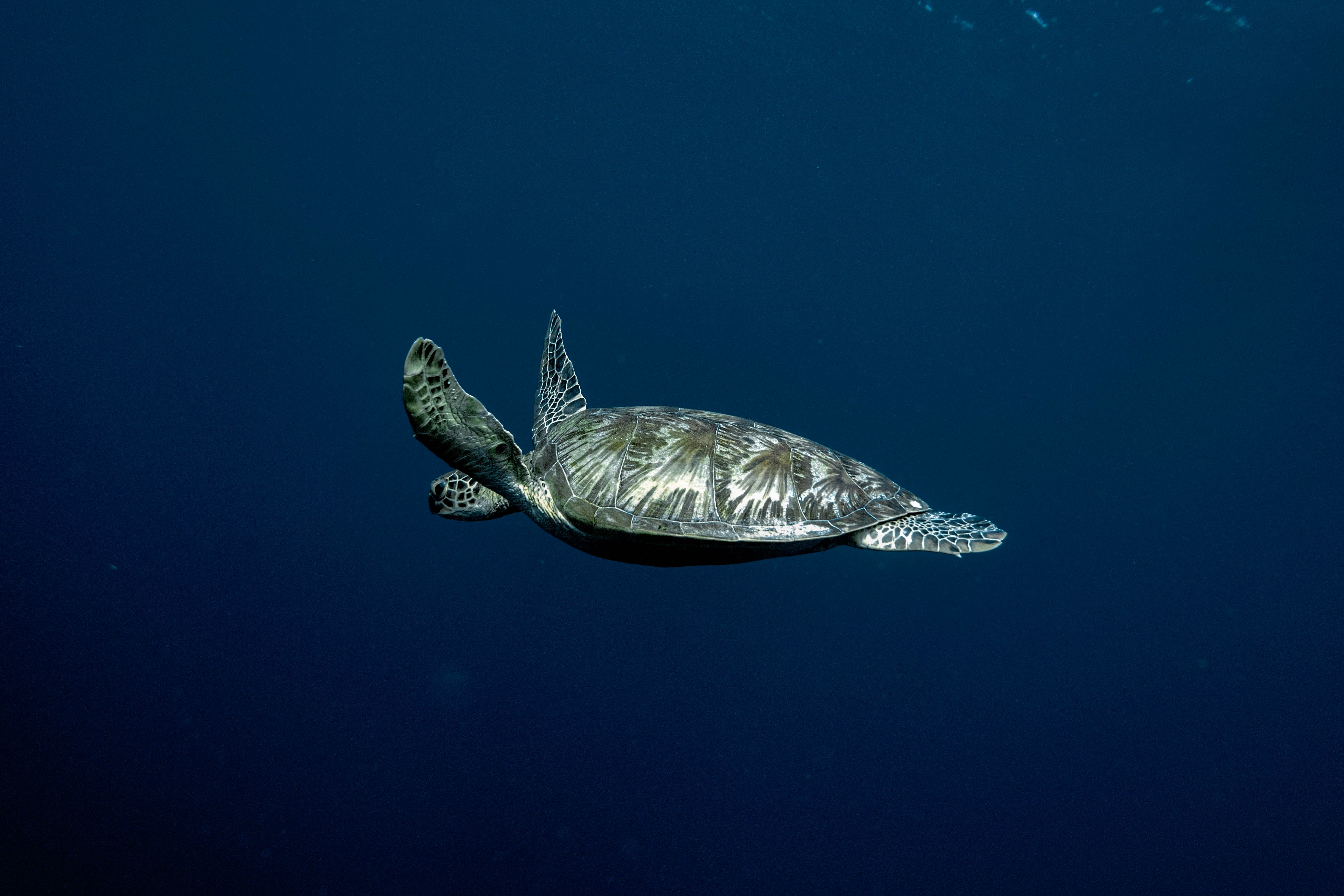 Gray sea turtle underwater photo – Free Grey Image on Unsplash