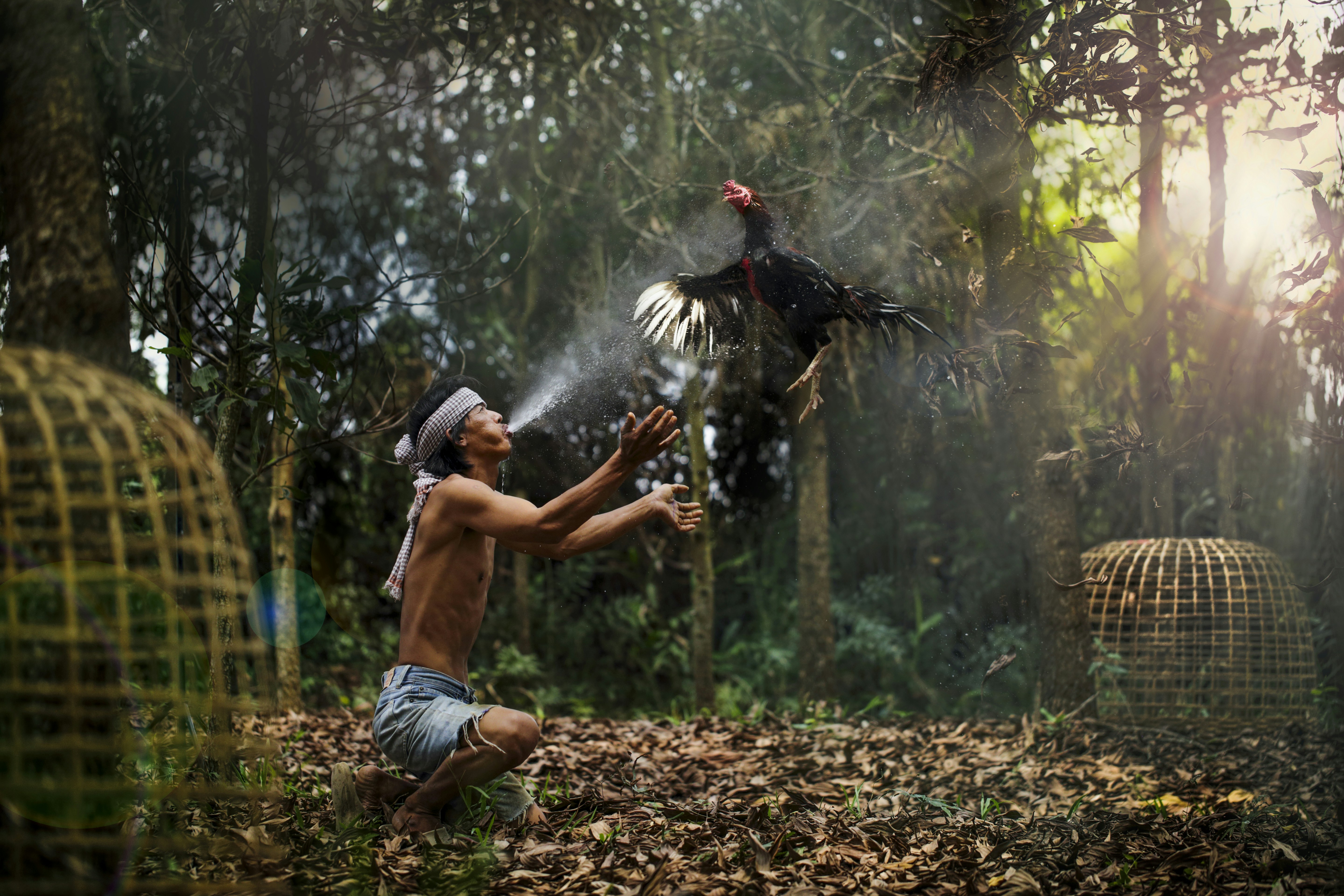 Foto Hombre sosteniendo gallo de pelea – Imagen Tailandia gratis en ...