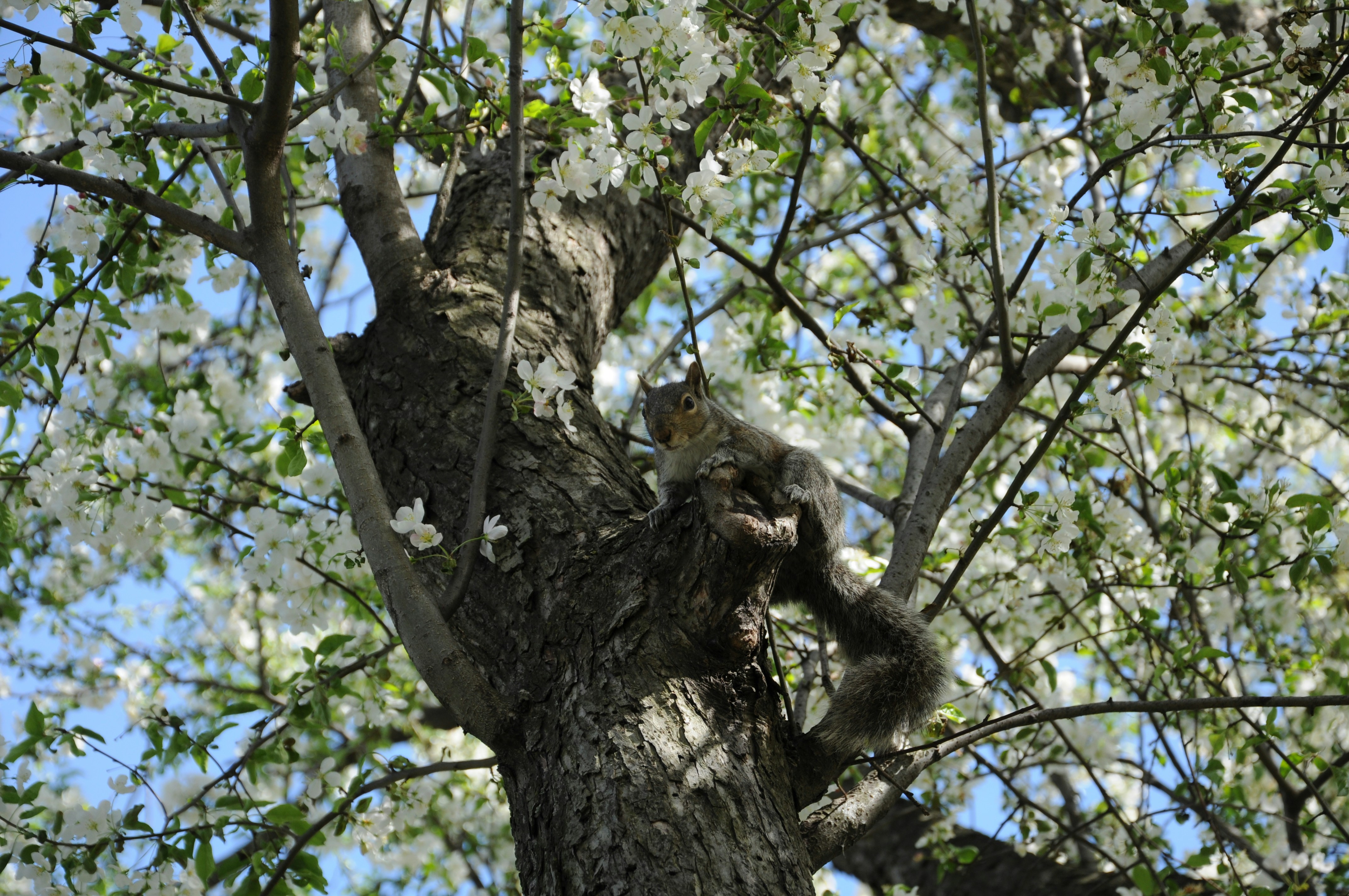 Clinging Squirrel in a Blossoming Trunk Under Dappled Spring Light