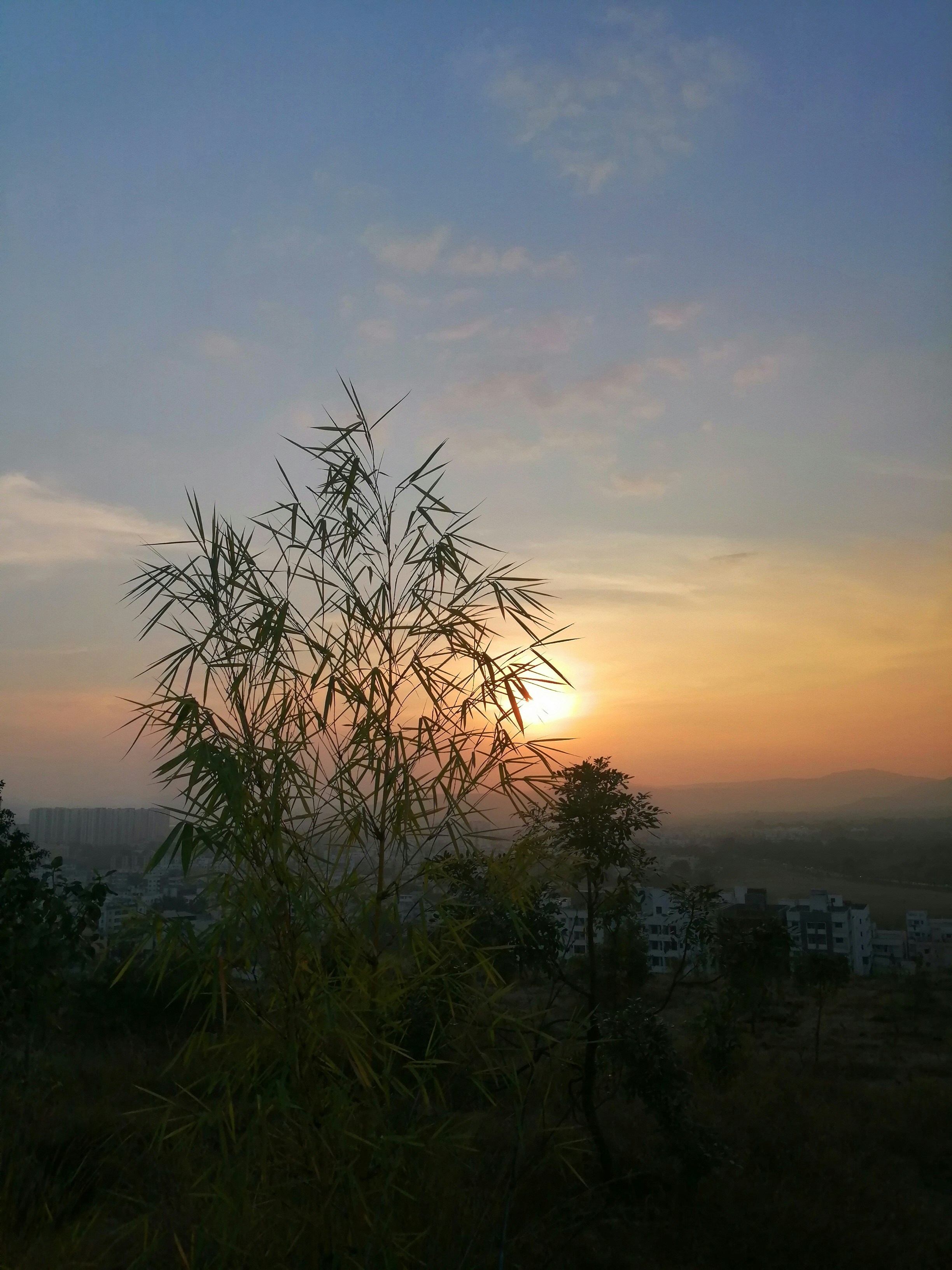 Bamboo silhouetted against a vibrant sunset, casting intricate shadows over the landscape. The serene horizon blends warm hues as day transitions into night.