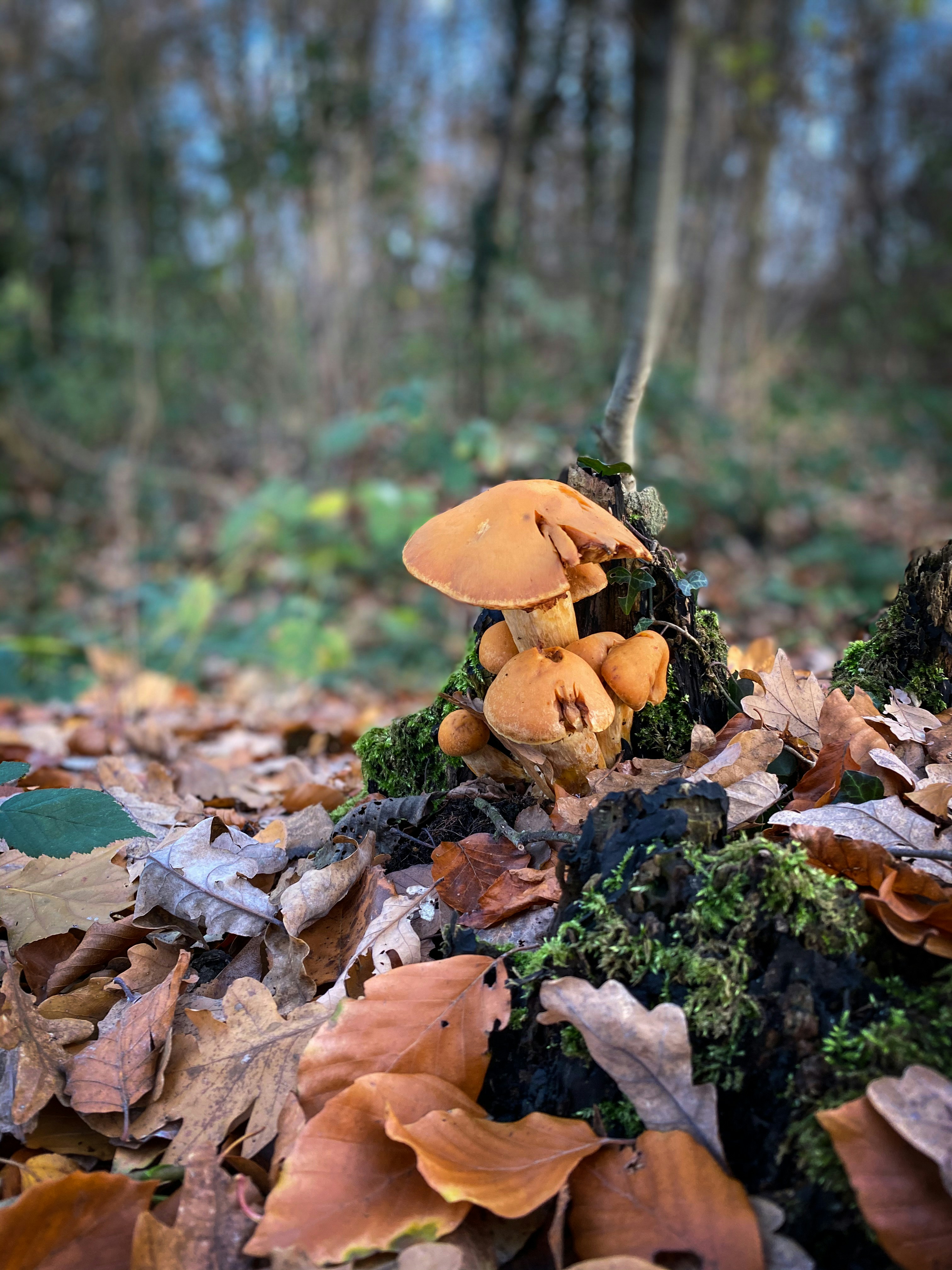 Amber Caps on Moss: A Quiet Cluster of Woodland Mushrooms