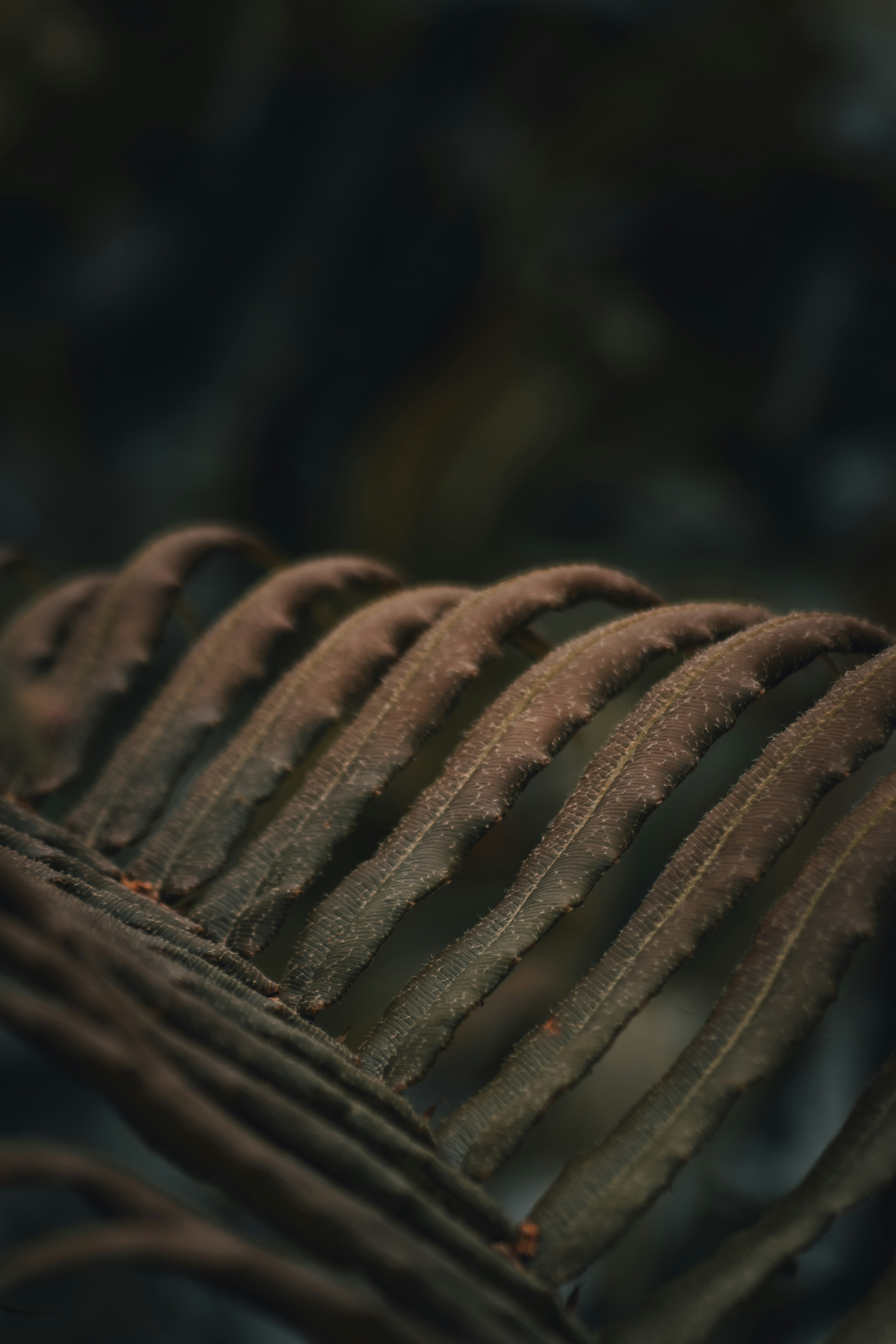 Rusted Helices in Shadow: Close-Up of Coiled Wires