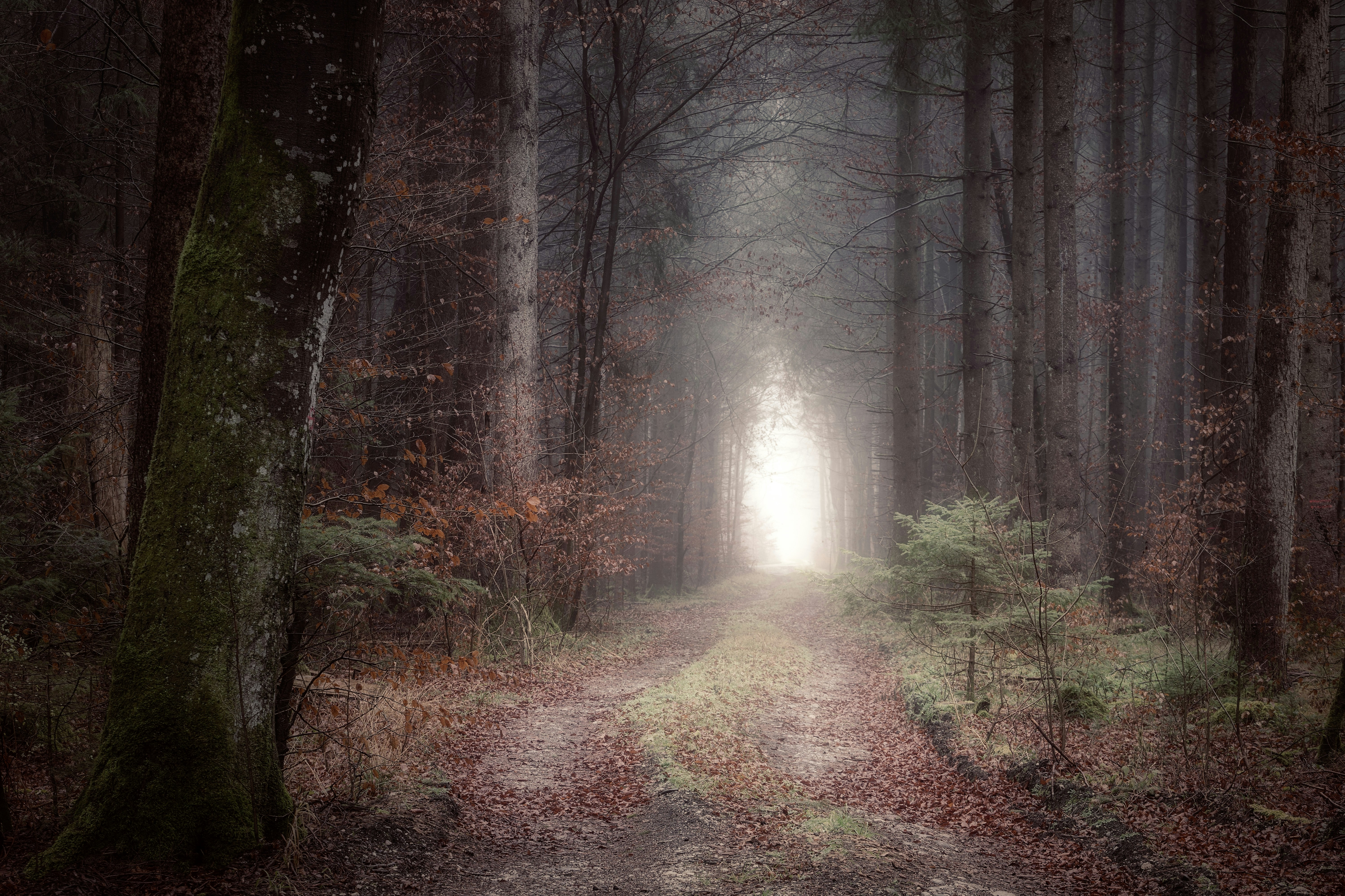 Misty woodland path leading to a bright clearing, flanked by tall trees and autumn foliage.