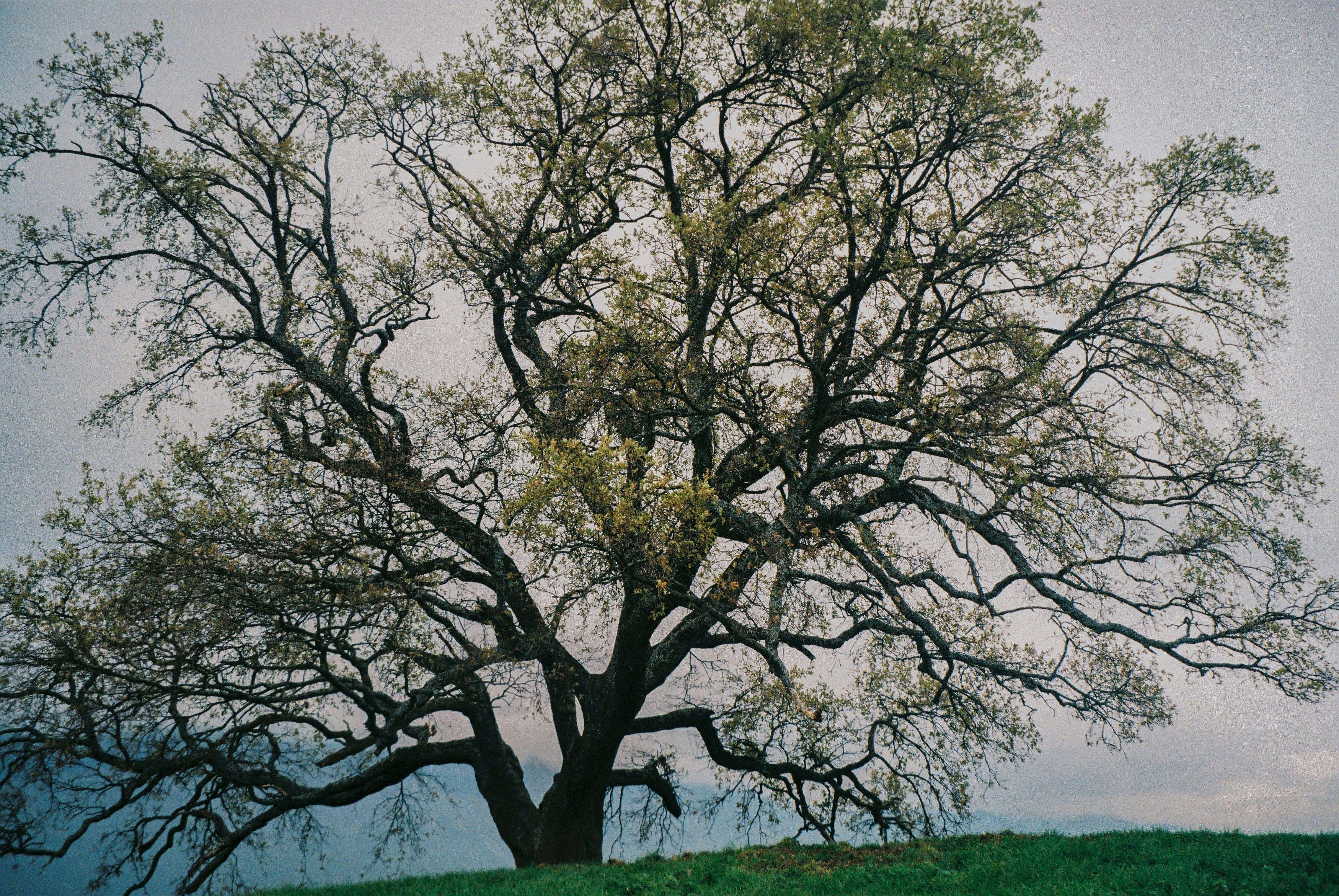 Définition de chêne | Dictionnaire français