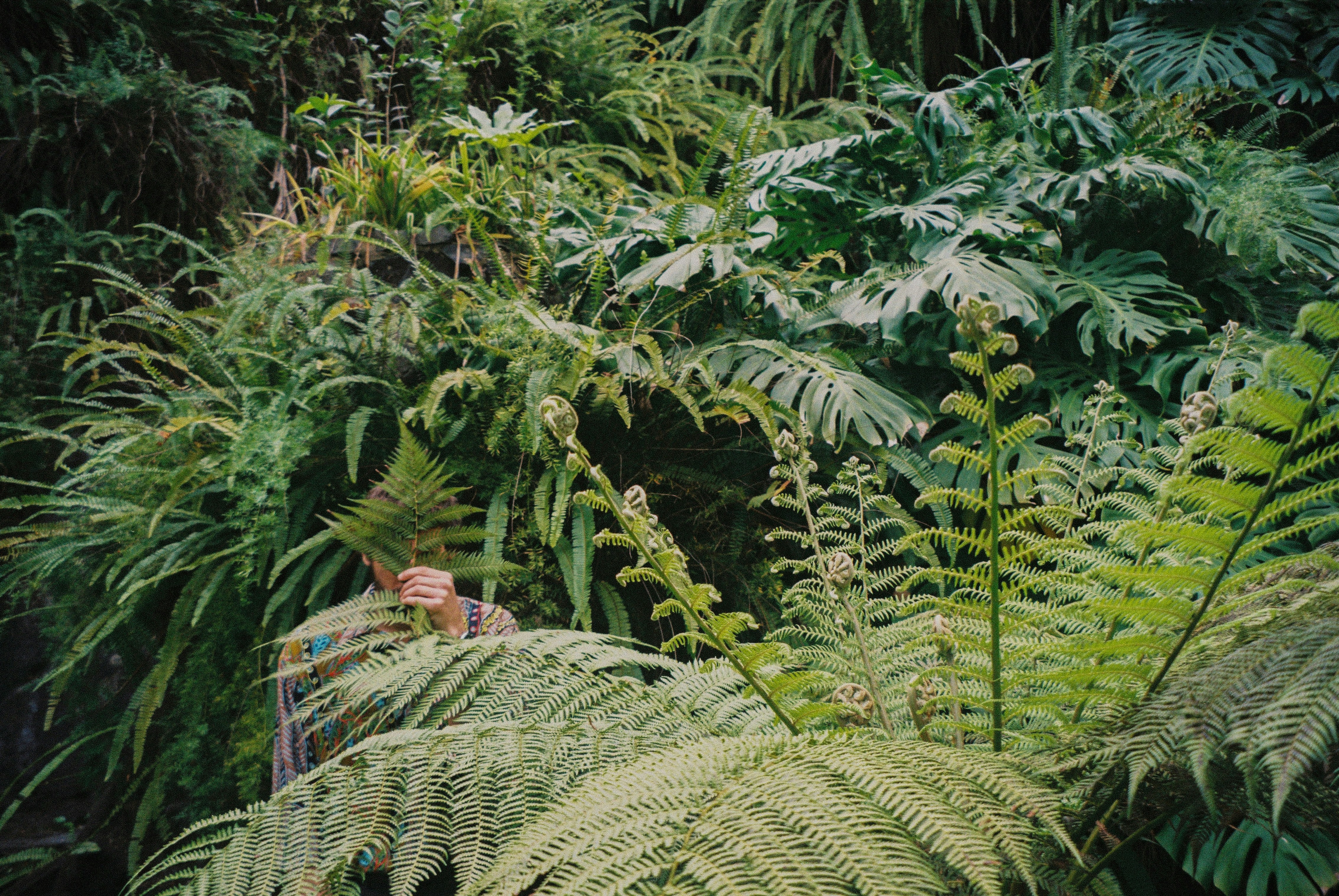 A person partially hidden behind lush ferns in a dense tropical setting, showcasing the vibrant greens of nature. The scene evokes a sense of tranquility and connection to the wild.