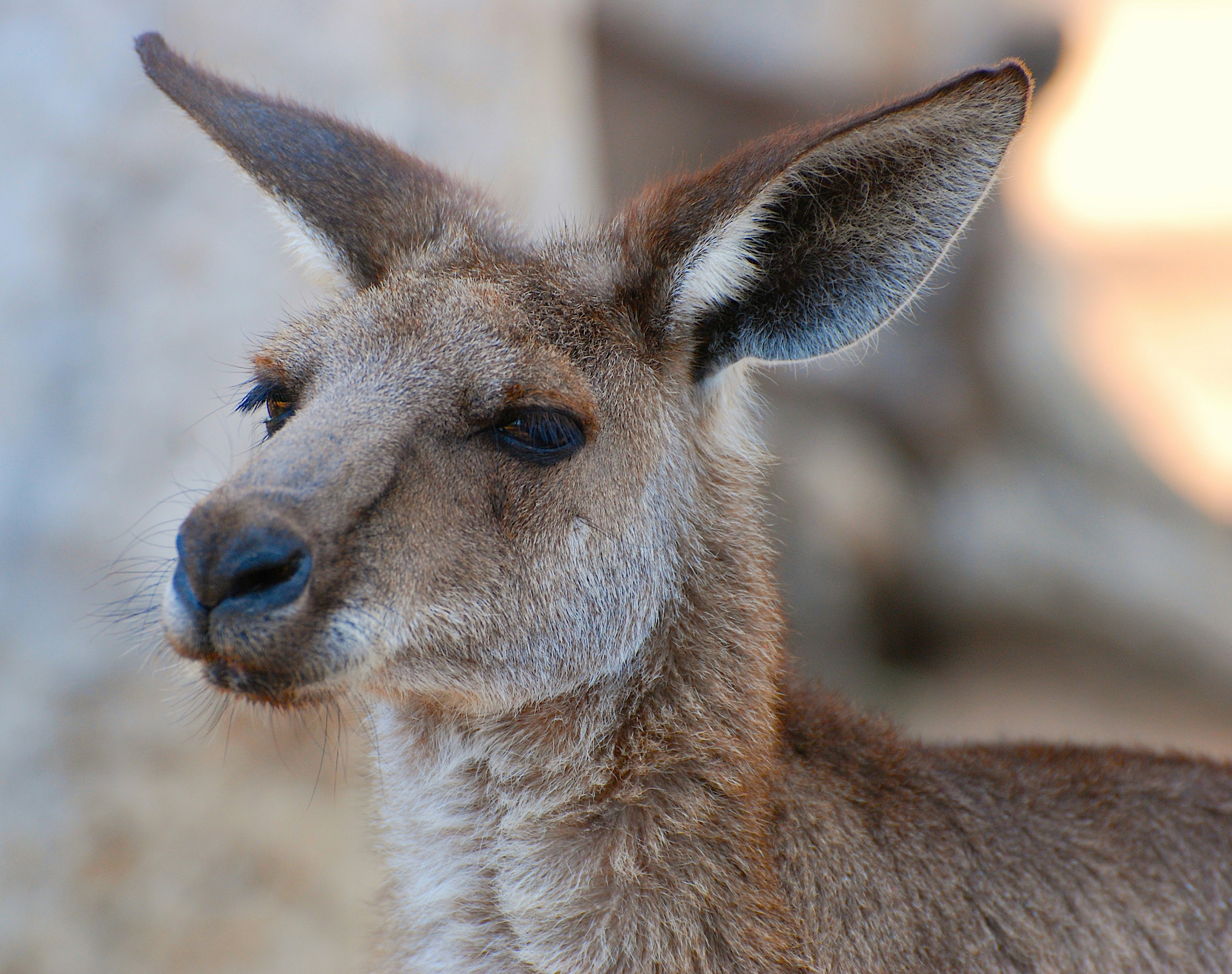 Close-up of a kangaroo's face, showcasing its expressive features and attentive gaze against a blurred natural background.