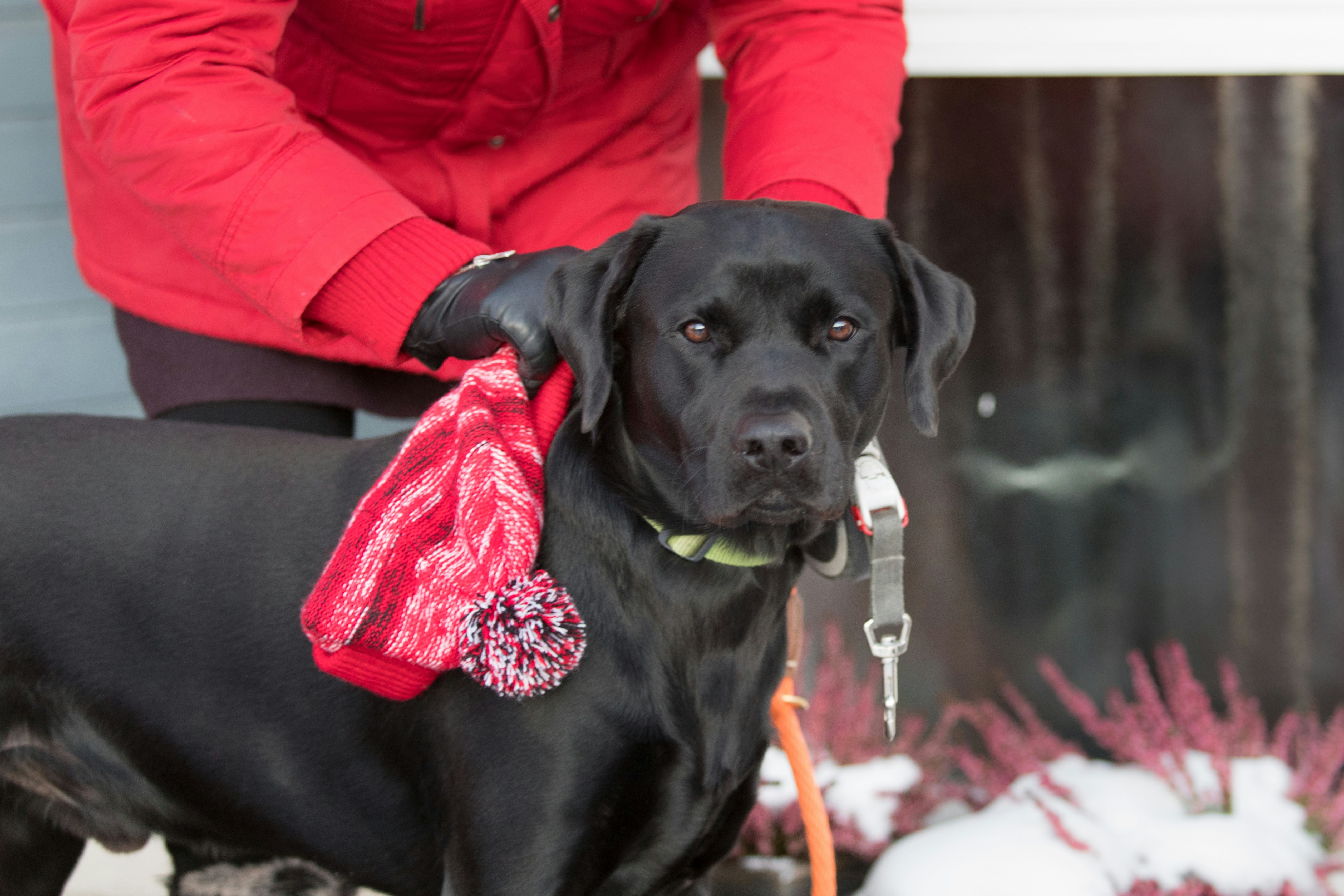 Scarlet Accents on a Black Labrador: A Quiet Outdoor Portrait