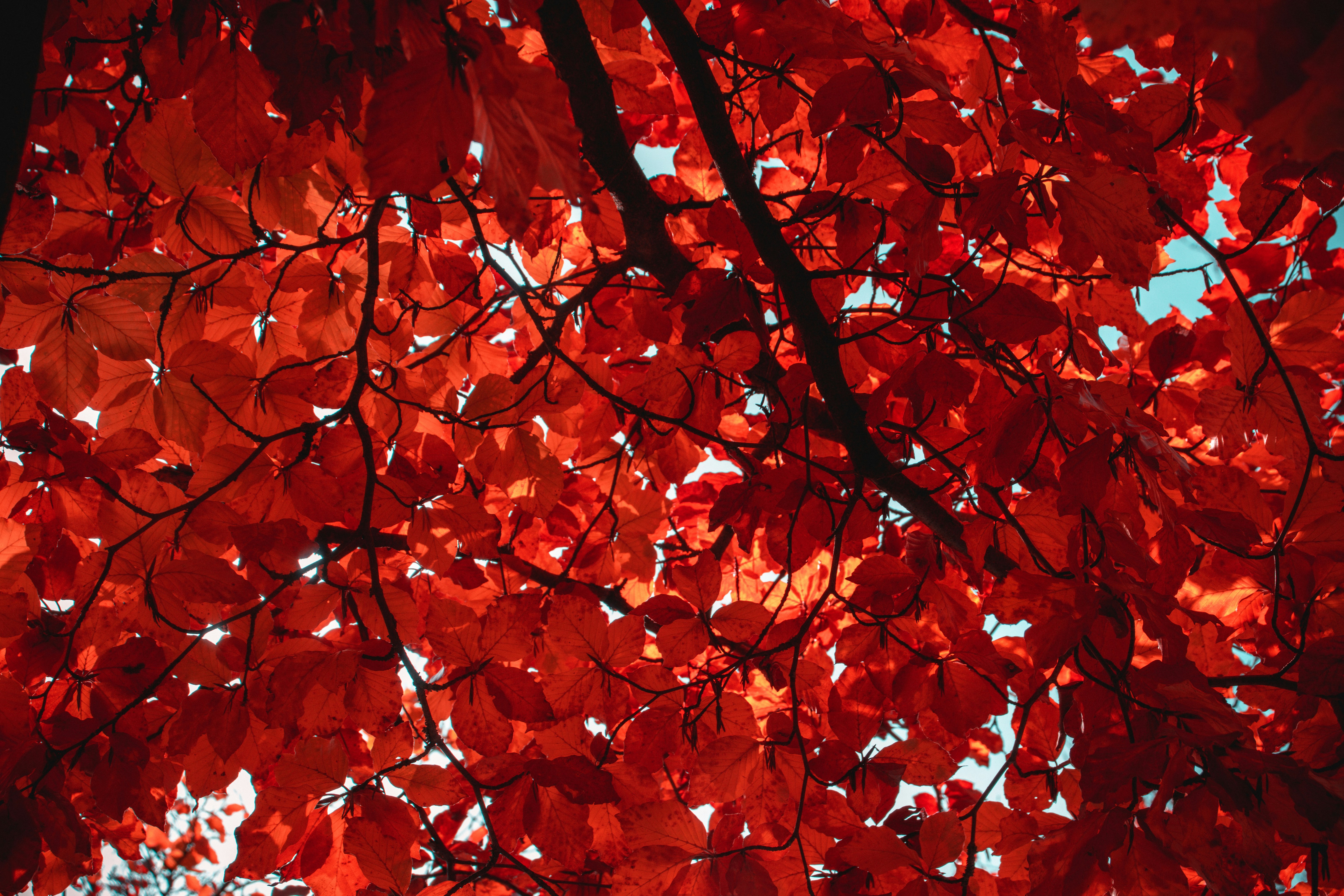 Vibrant red leaves create a striking canopy against a bright sky, showcasing the beauty of autumn foliage.