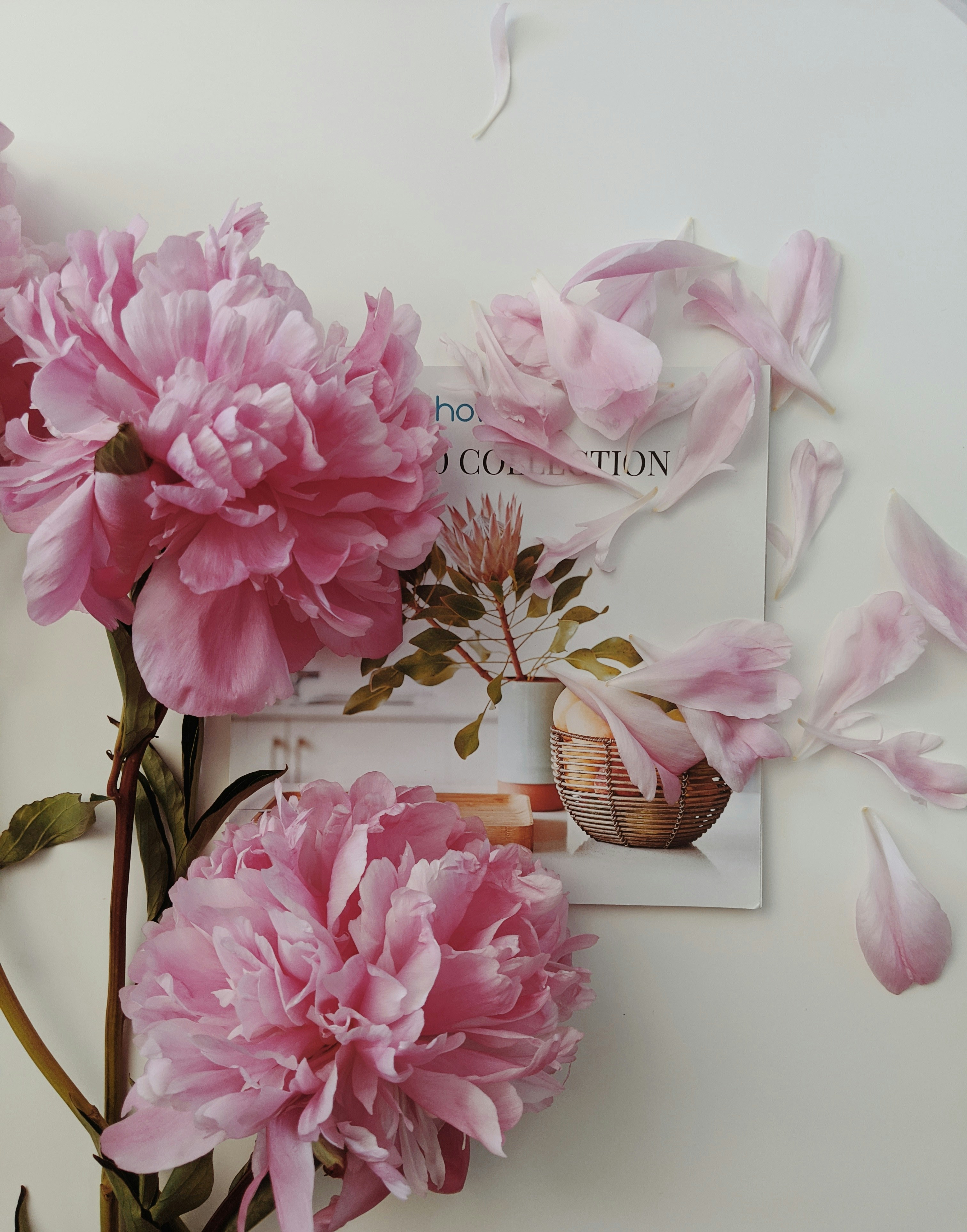 Close-up photograph of soft pink peonies with scattered petals on a white surface, a magazine page peeking through in the center.