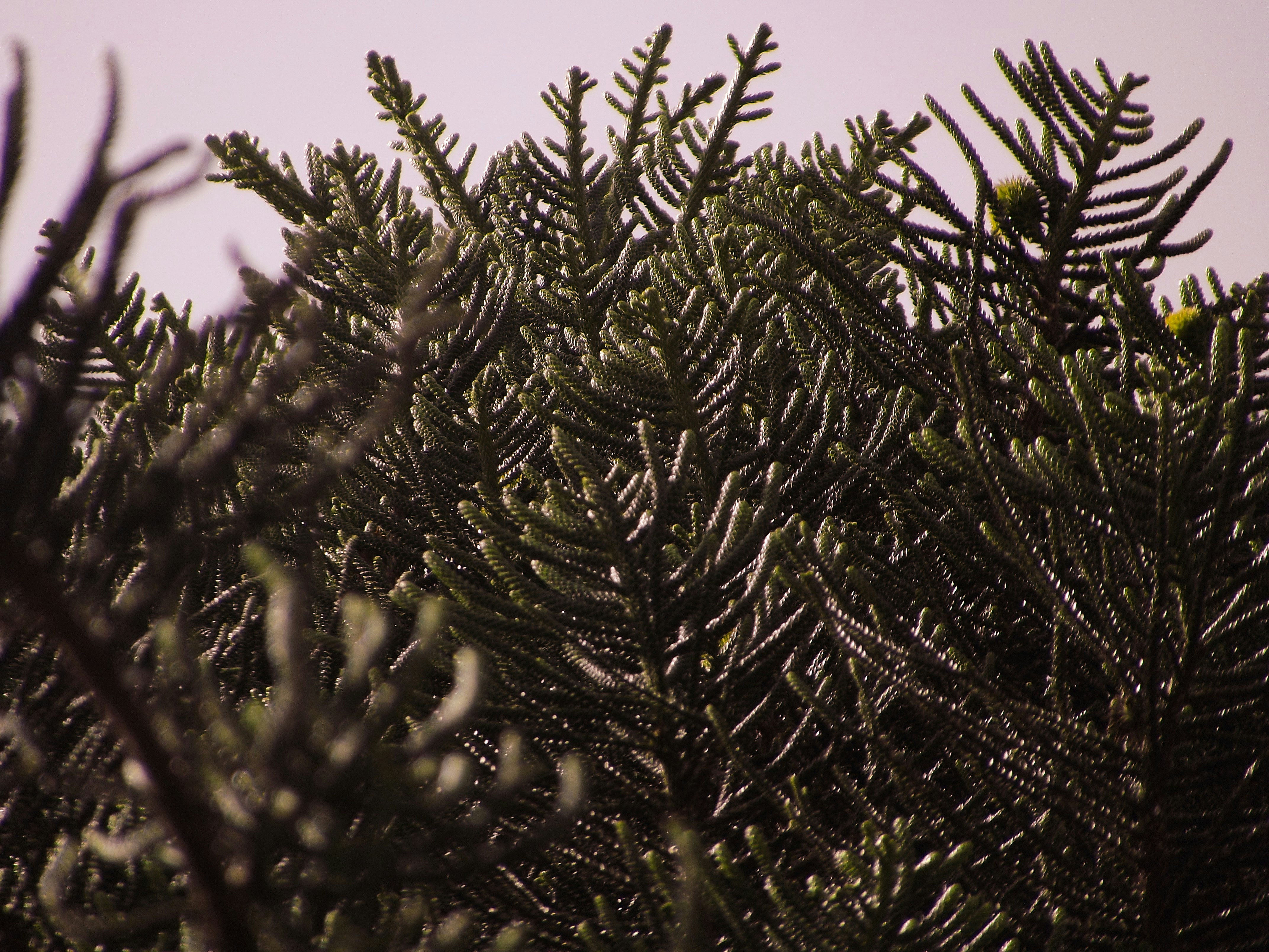 Small Tree Pictures | Download Free Images on Unsplash