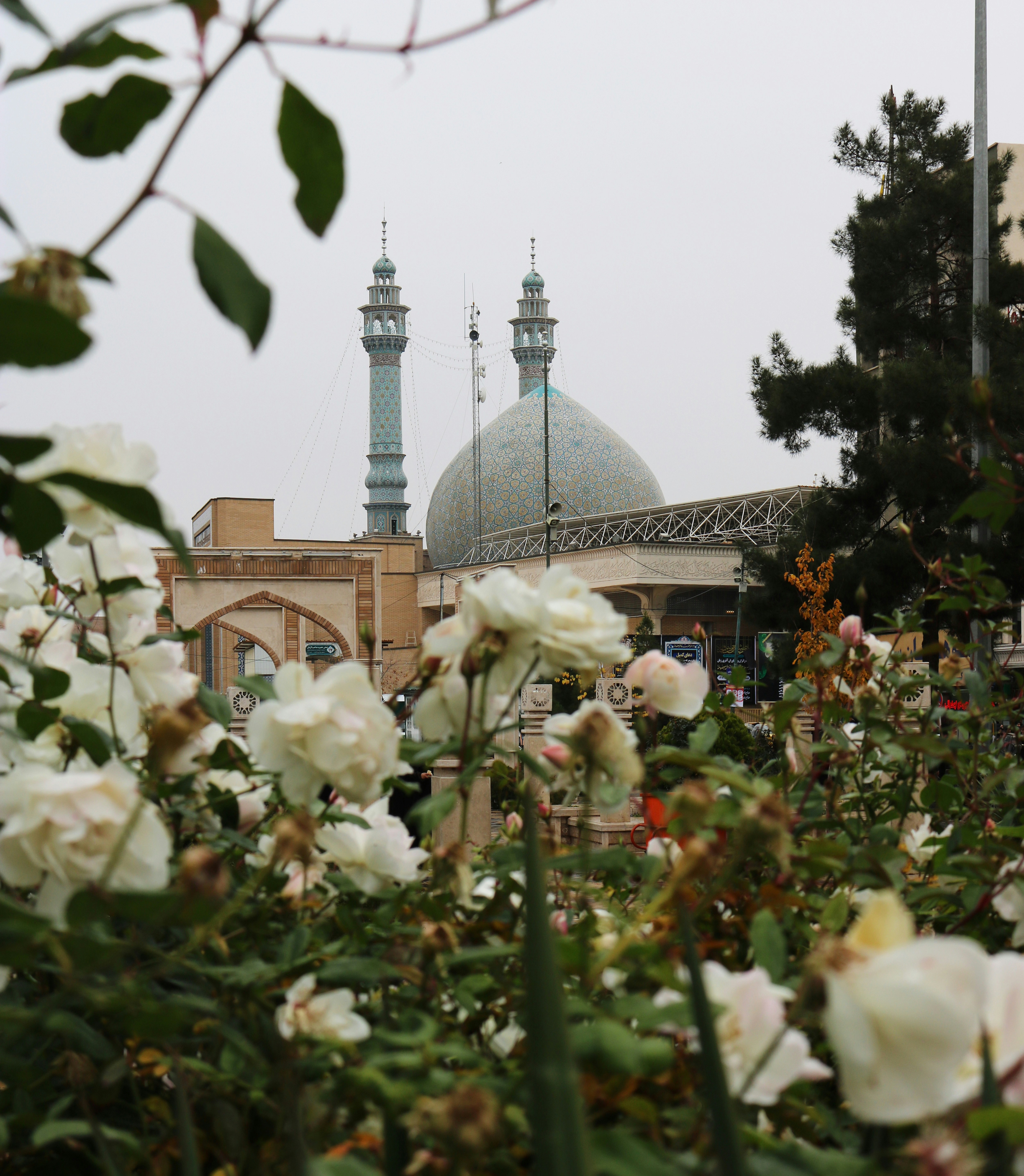 The Shrine of Fatima Masumeh | white-petaled flowers