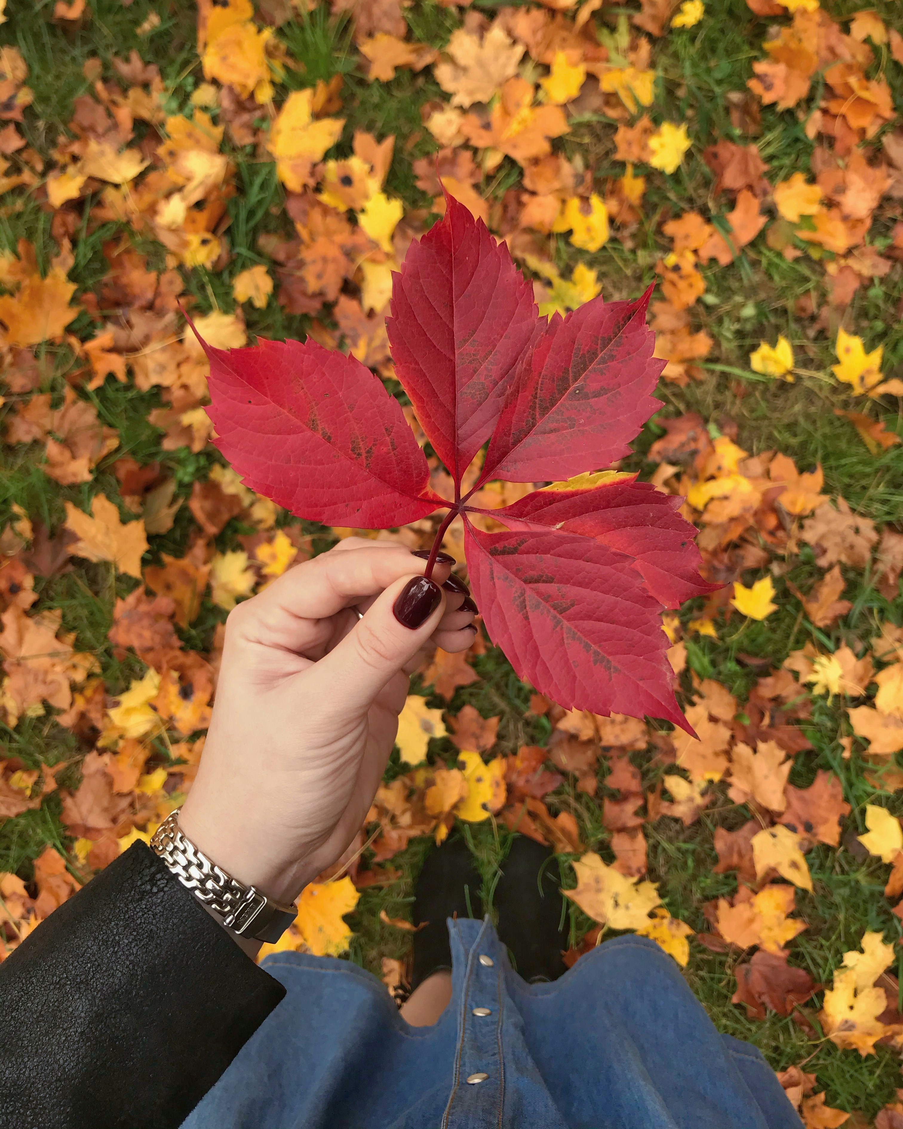Crimson Palmate Leaf in a Fall Carpet of Gold