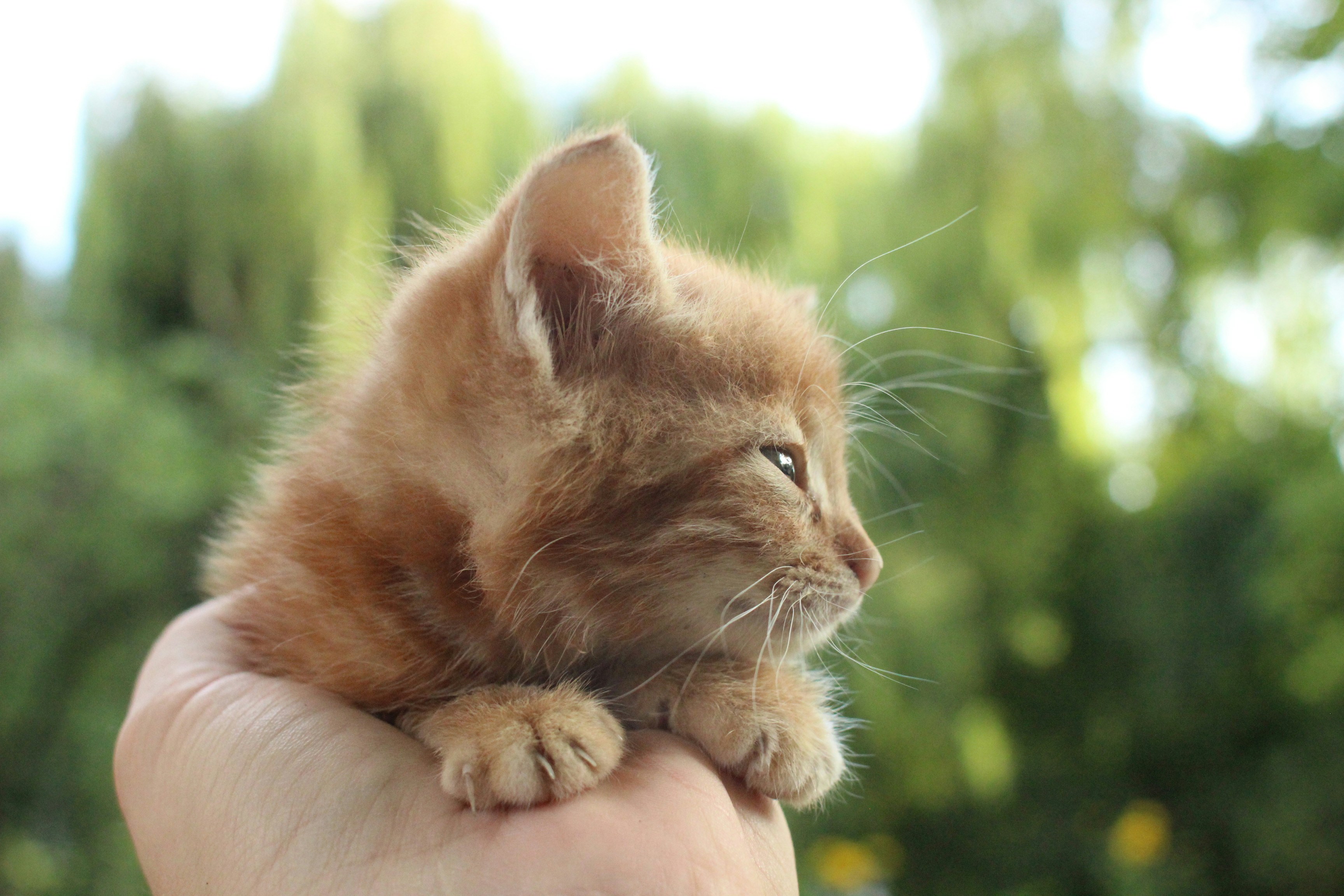 A playful orange kitten rests in a hand, gazing thoughtfully into the distance against a lush green backdrop.