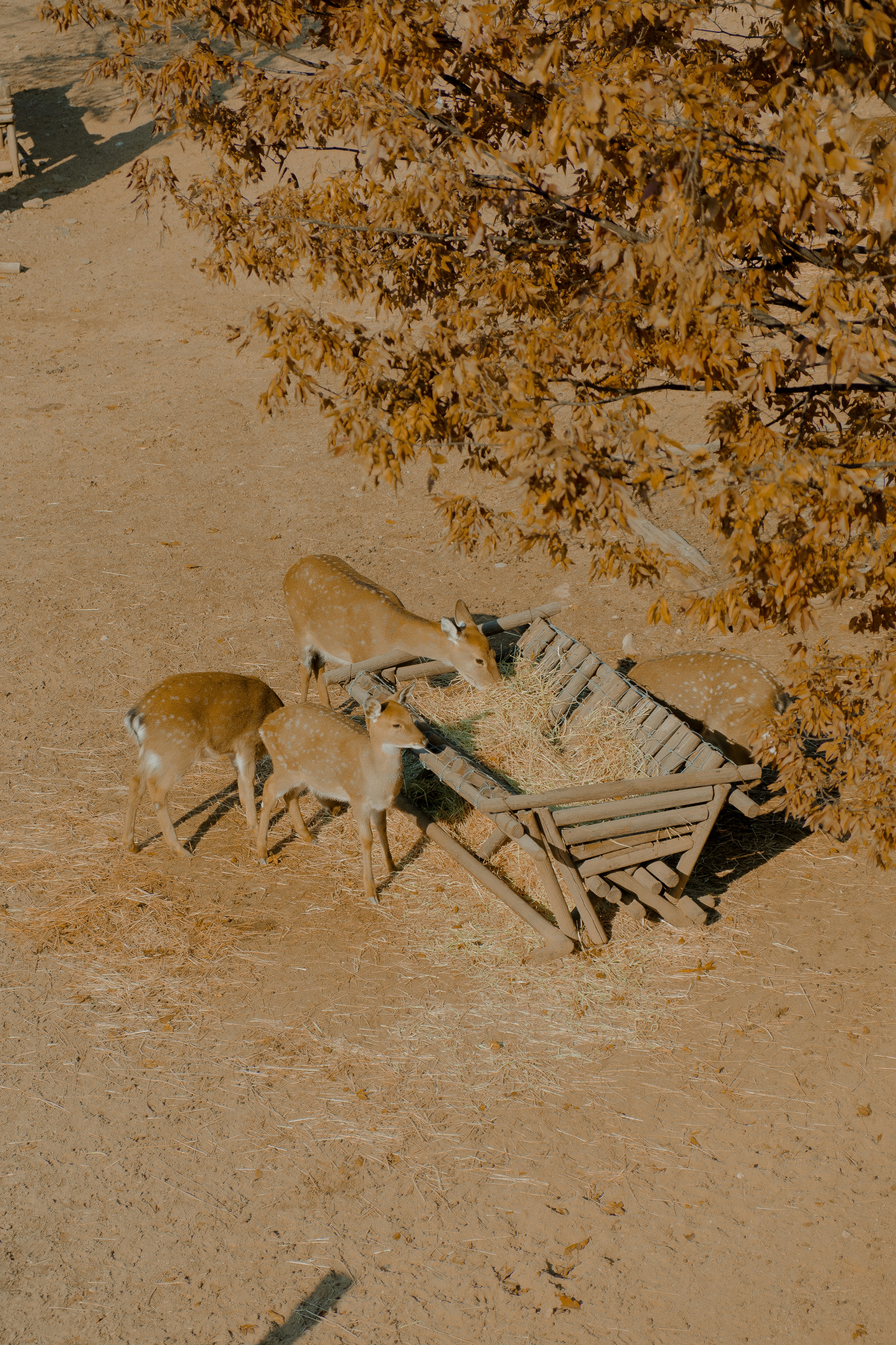Three deer foraging at a wooden feeding trough under a golden autumn tree. Natural setting highlights the tranquility of wildlife.