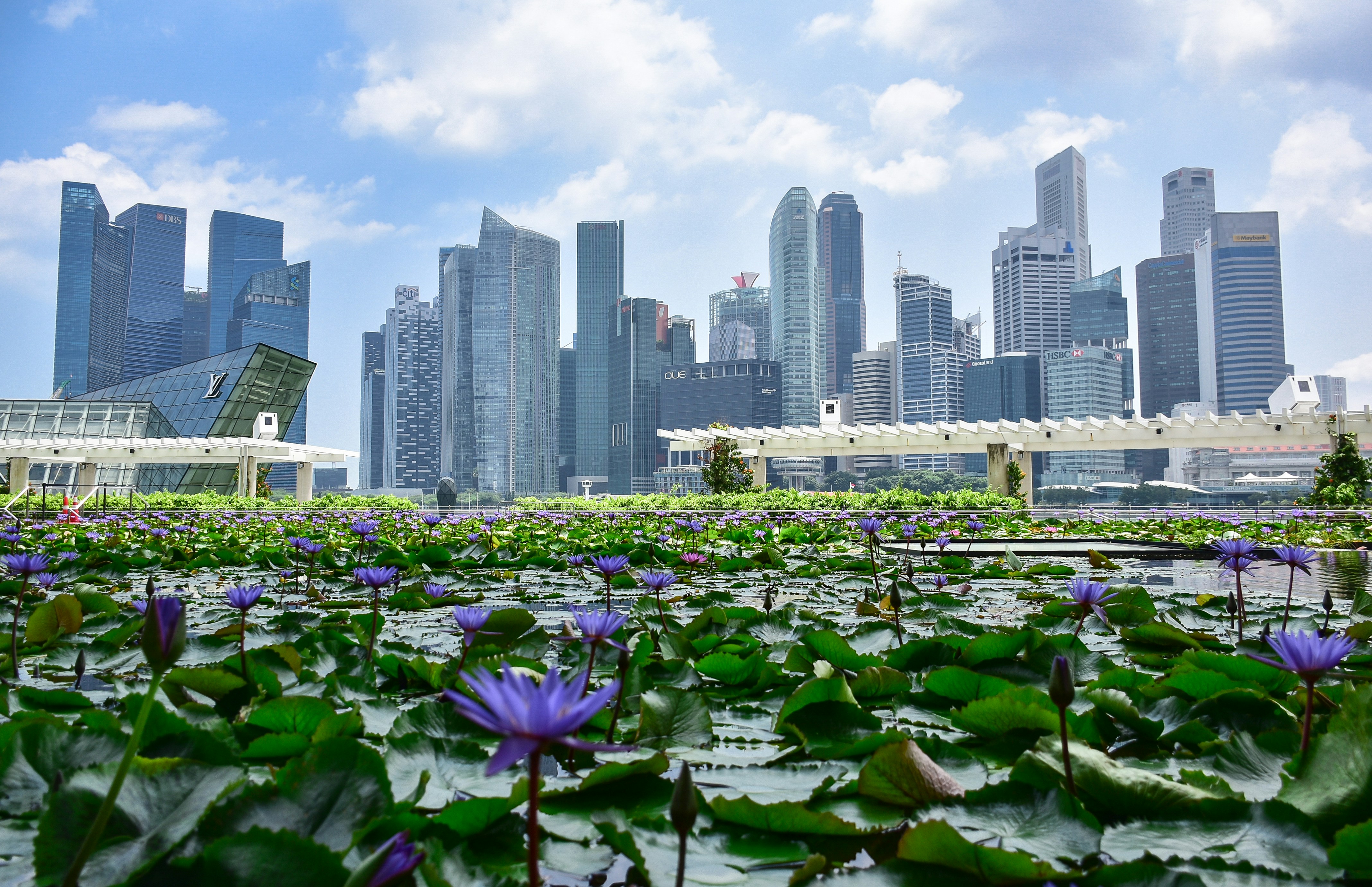 Purple water lilies in the foreground with a modern city skyline under a partly cloudy sky.