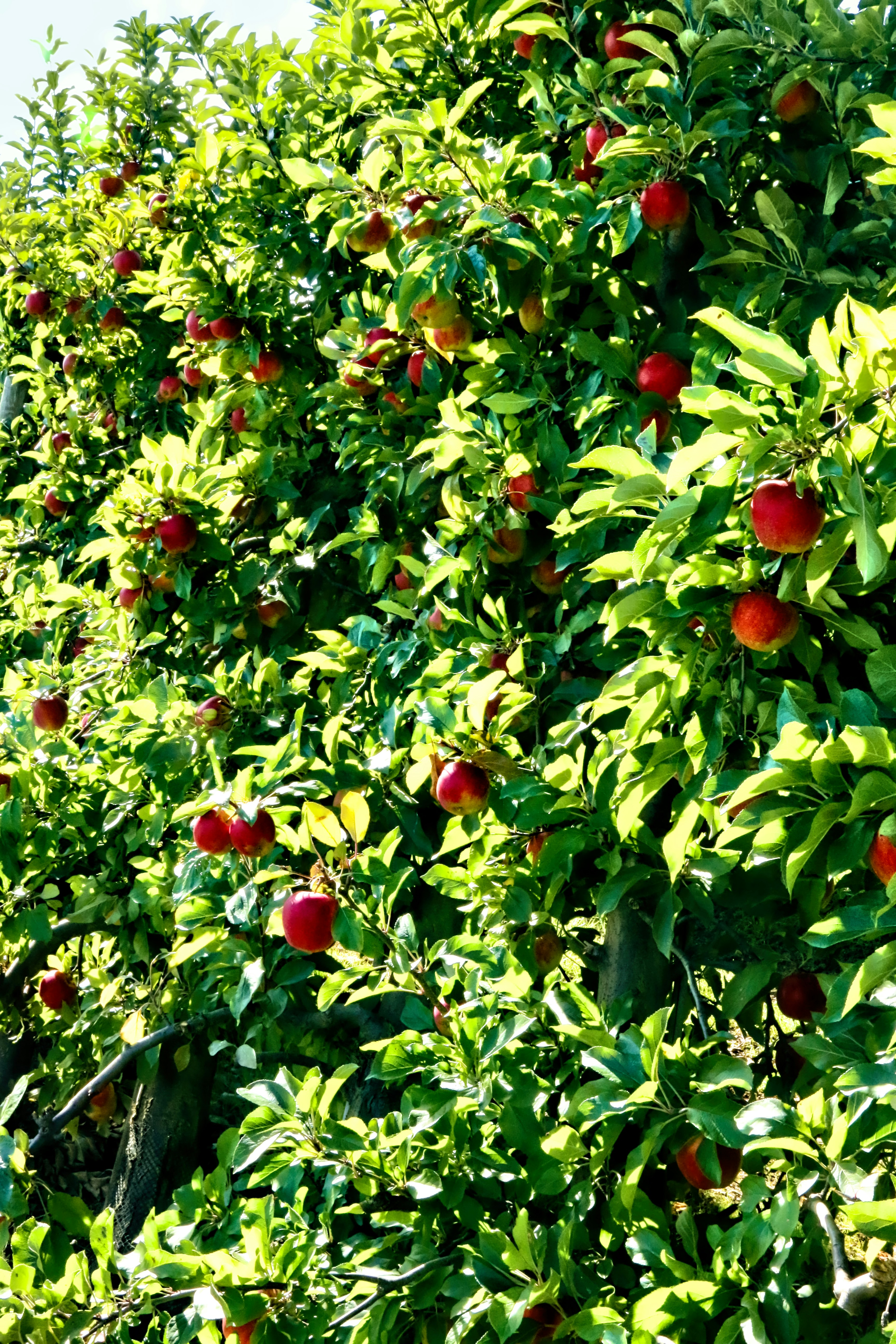 Crimson Orbs Nestled in a Sunlit Apple Canopy