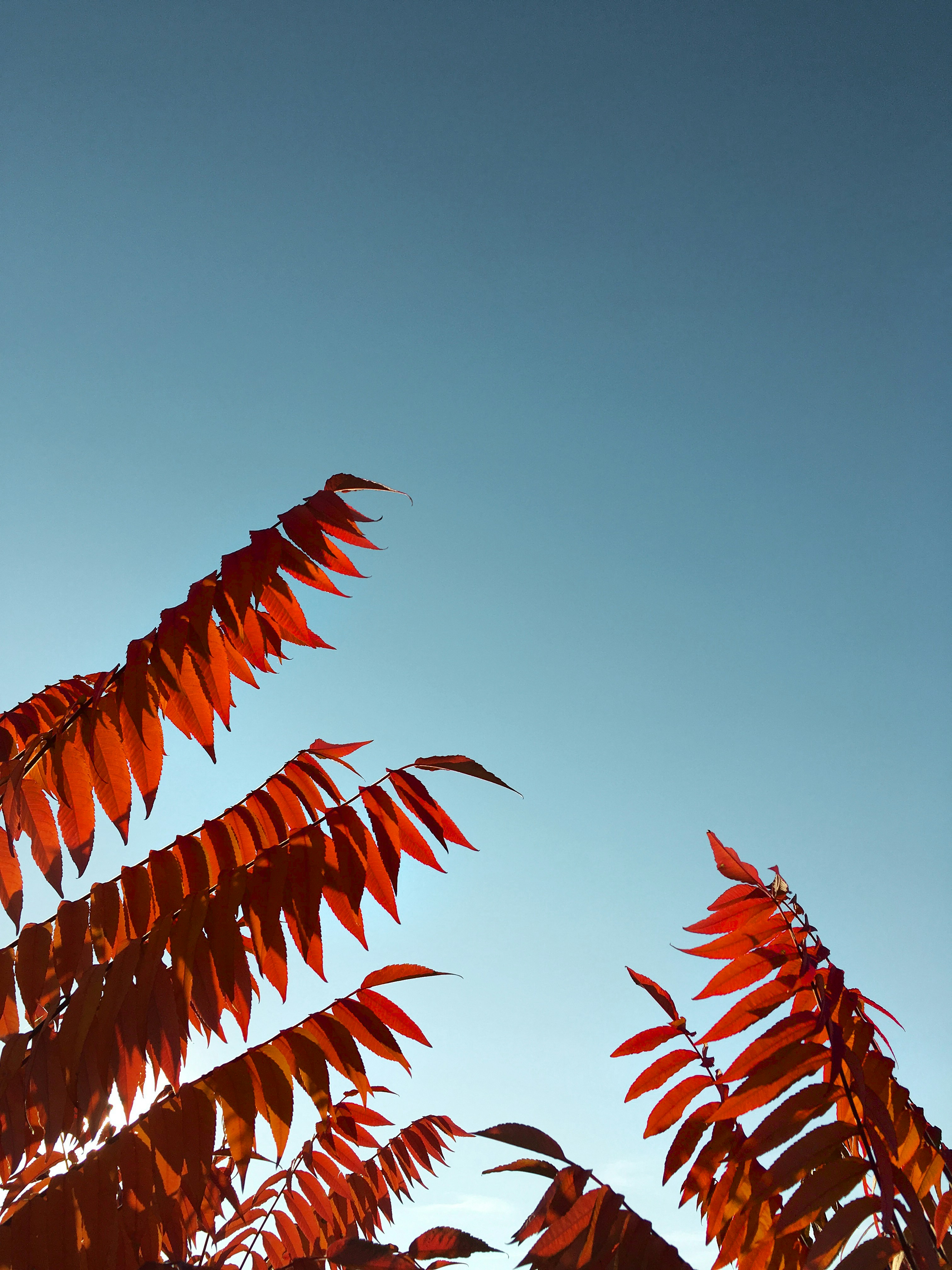 Autumn leafs in Belgorod.