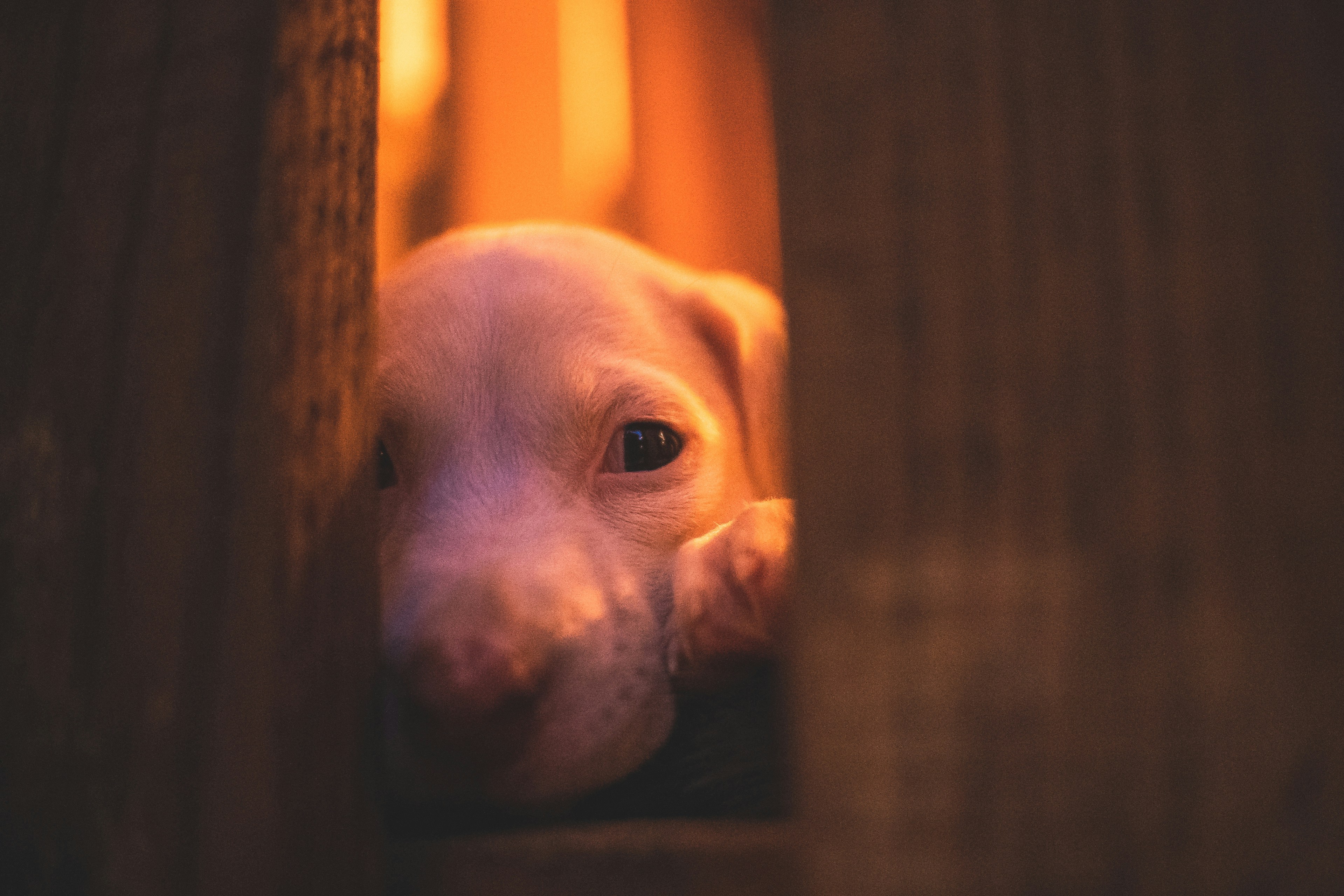 Hideaway Pup: A Warm Glimpse Through Wooden Slats