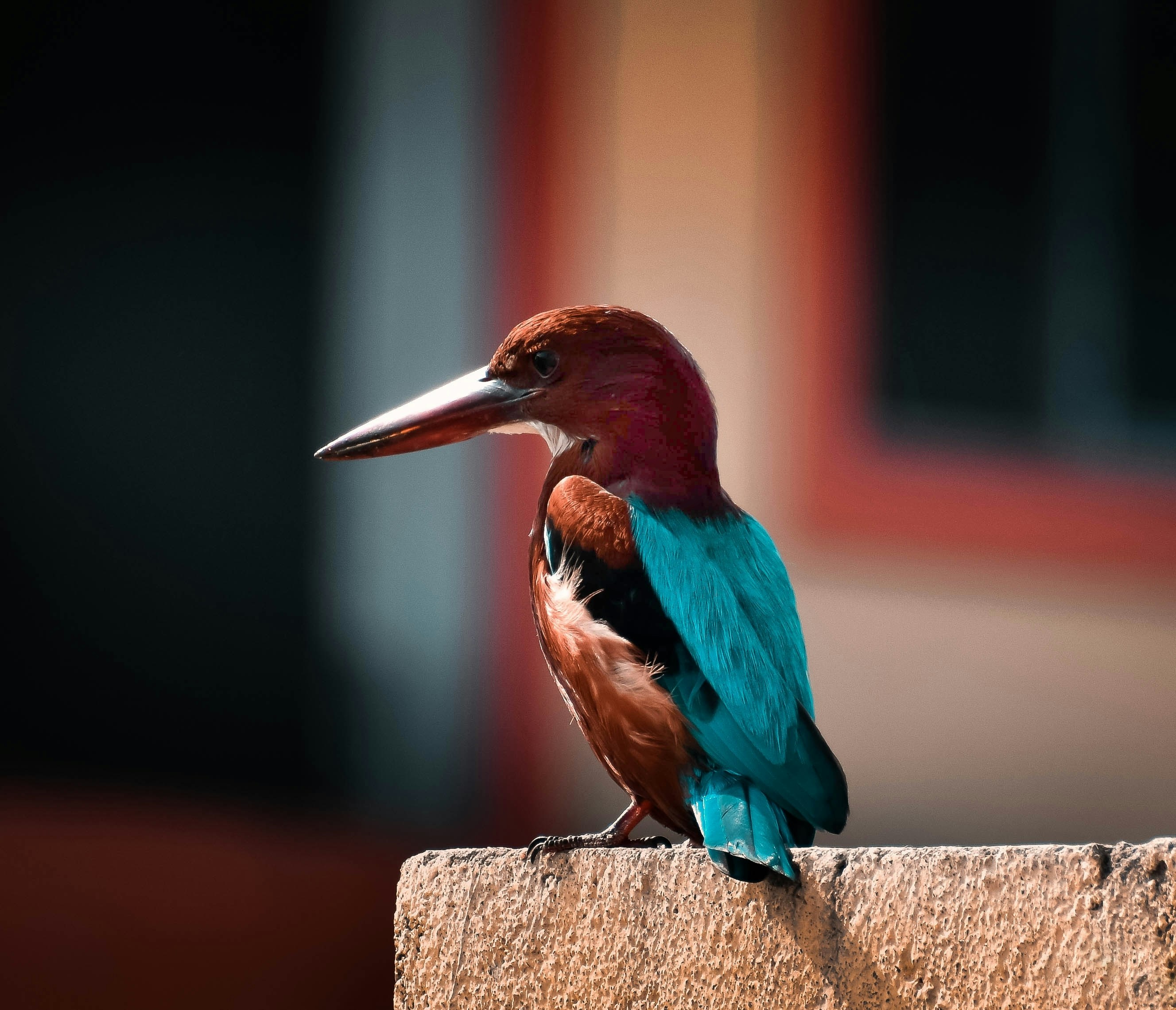 Vibrant Kingfisher on a Sunlit Brick Ledge