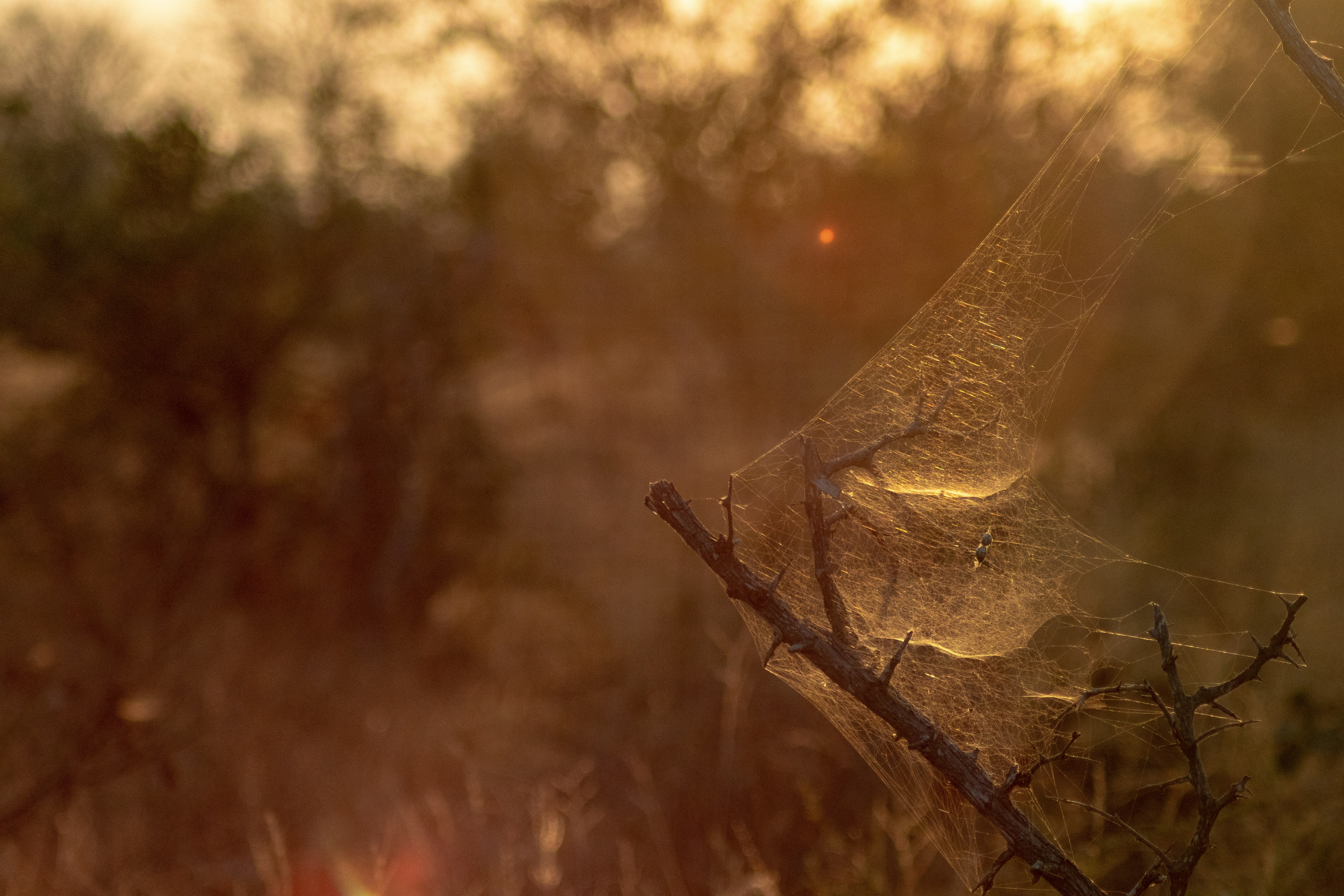 Macro photography of spider cobweb photo – Free Brown Image on Unsplash