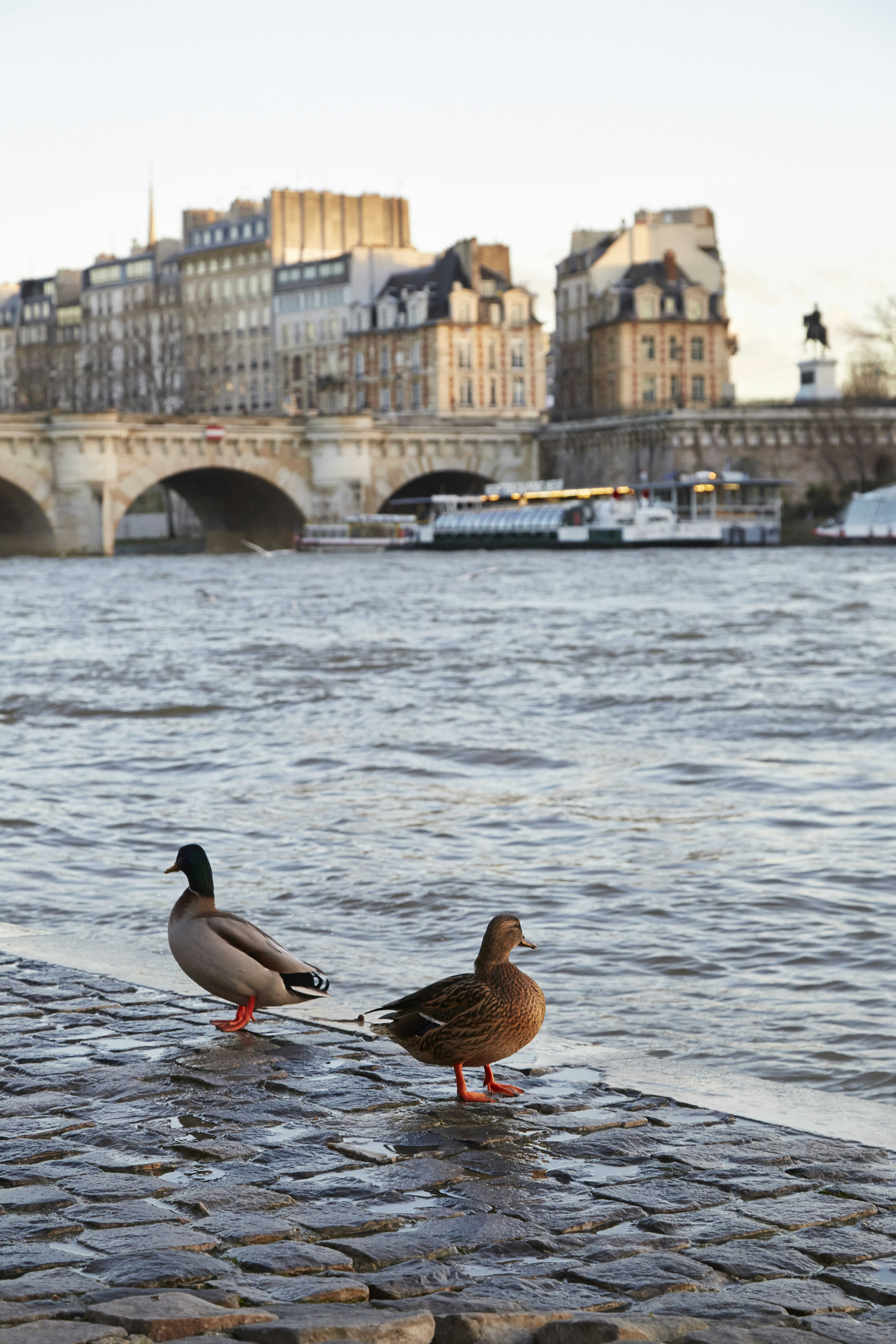 Paris, duck, France