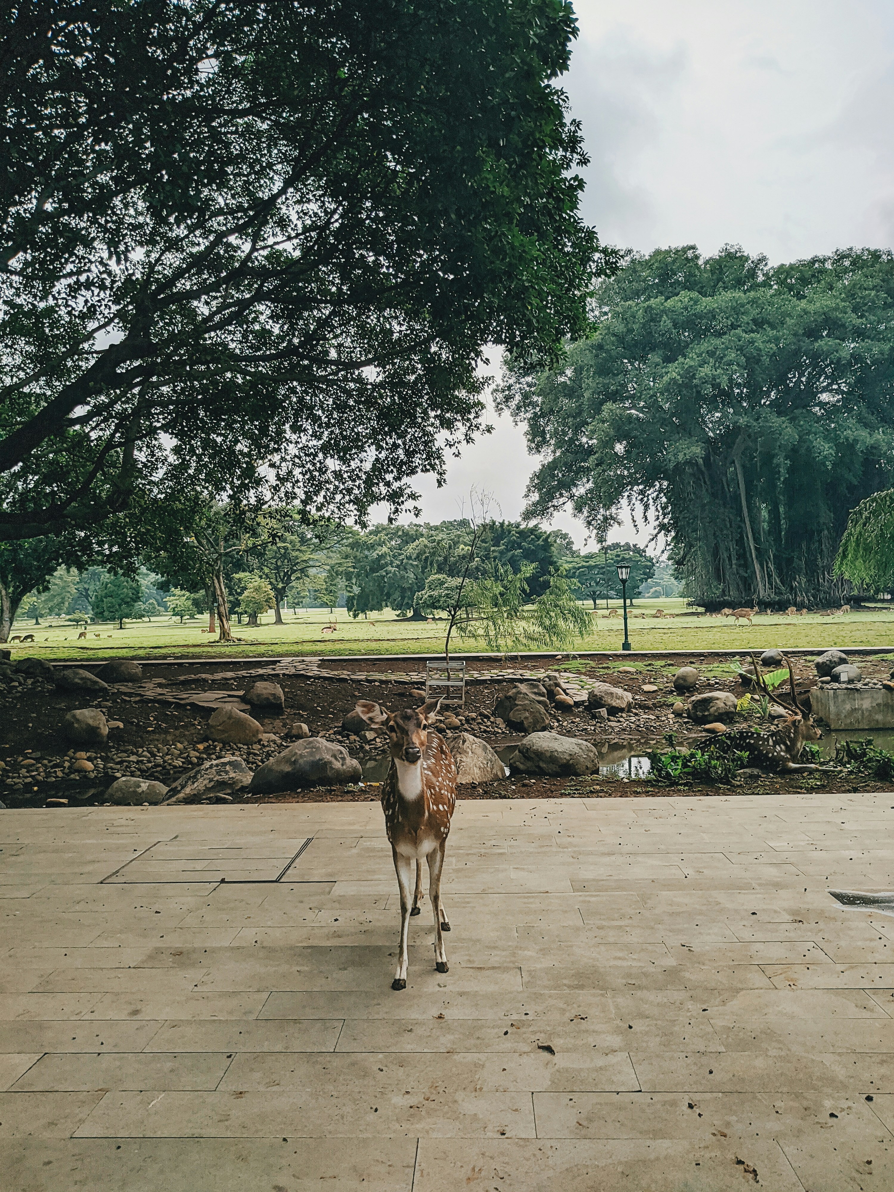 A deer stands on a paved forecourt with a grassy park and stone barrier beyond, under leafy trees. The image captures a tranquil daytime scene in a public park with distant greenery.