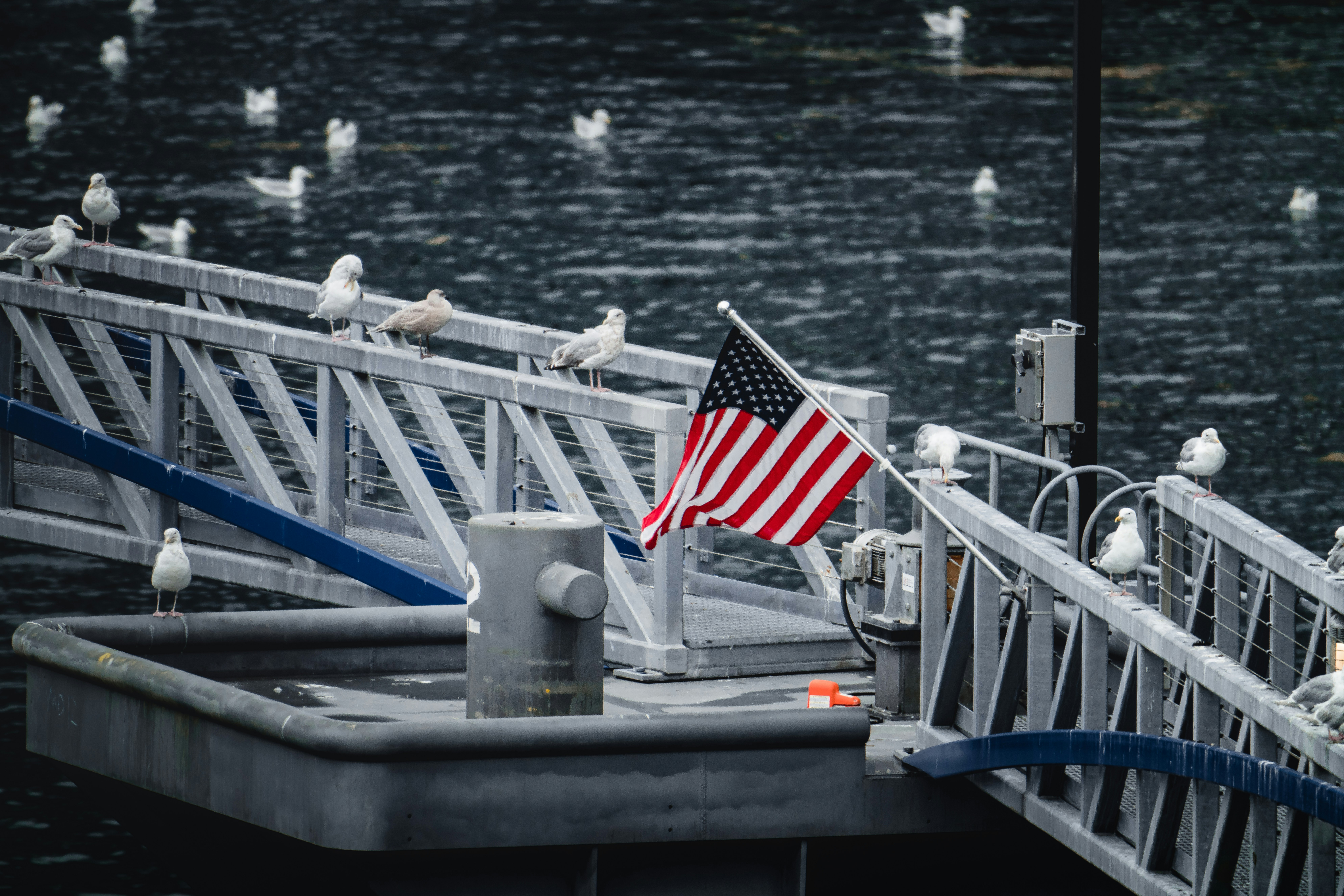 USA flag on wooden ramp railing near birds photo – Free Flag Image on ...