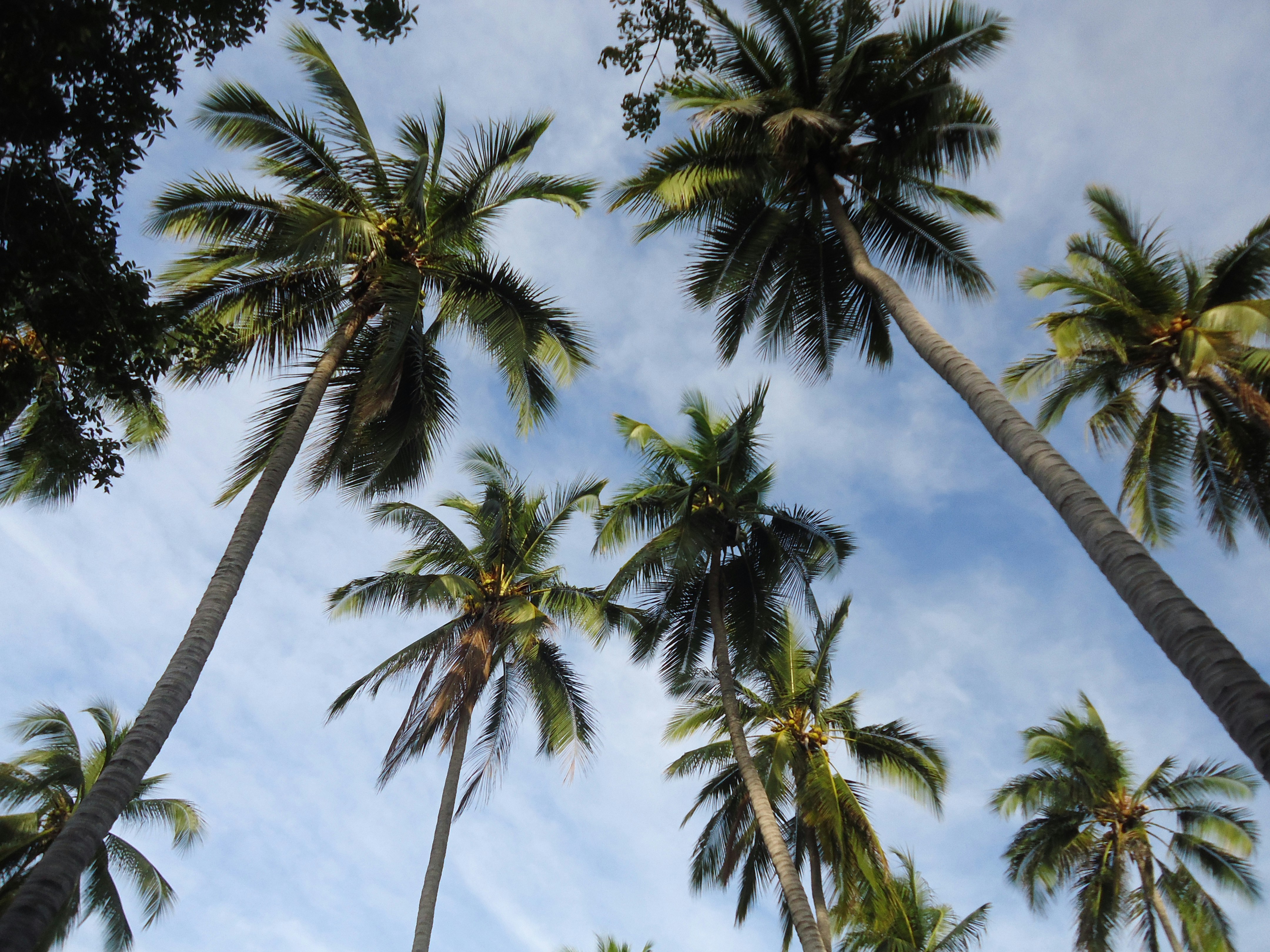 Tall palm trees stretch against a backdrop of blue sky and scattered clouds.