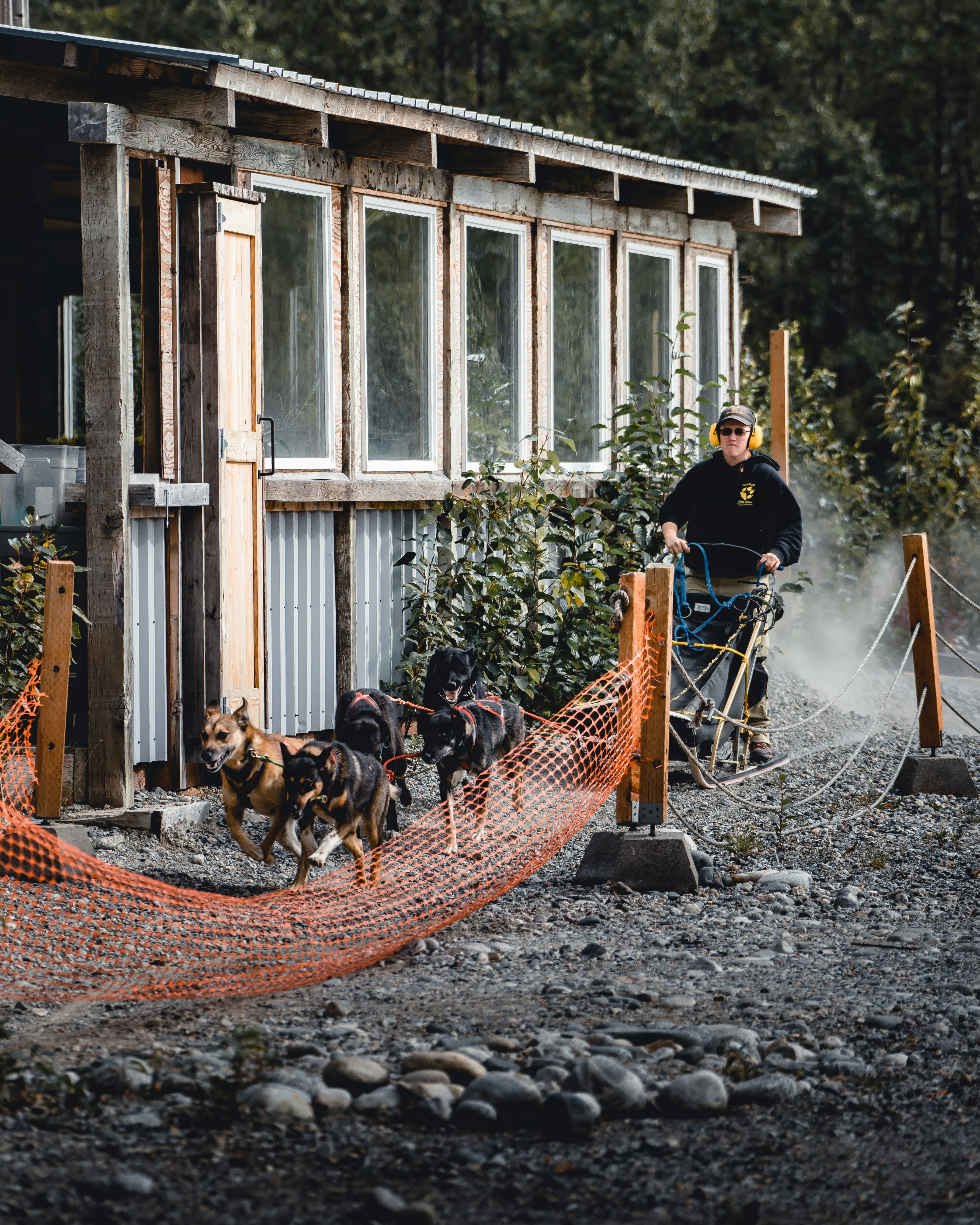 Barrier Run: Working Dogs Sprint Along an Orange Safety Fence Beside a Rustic Training Shed
