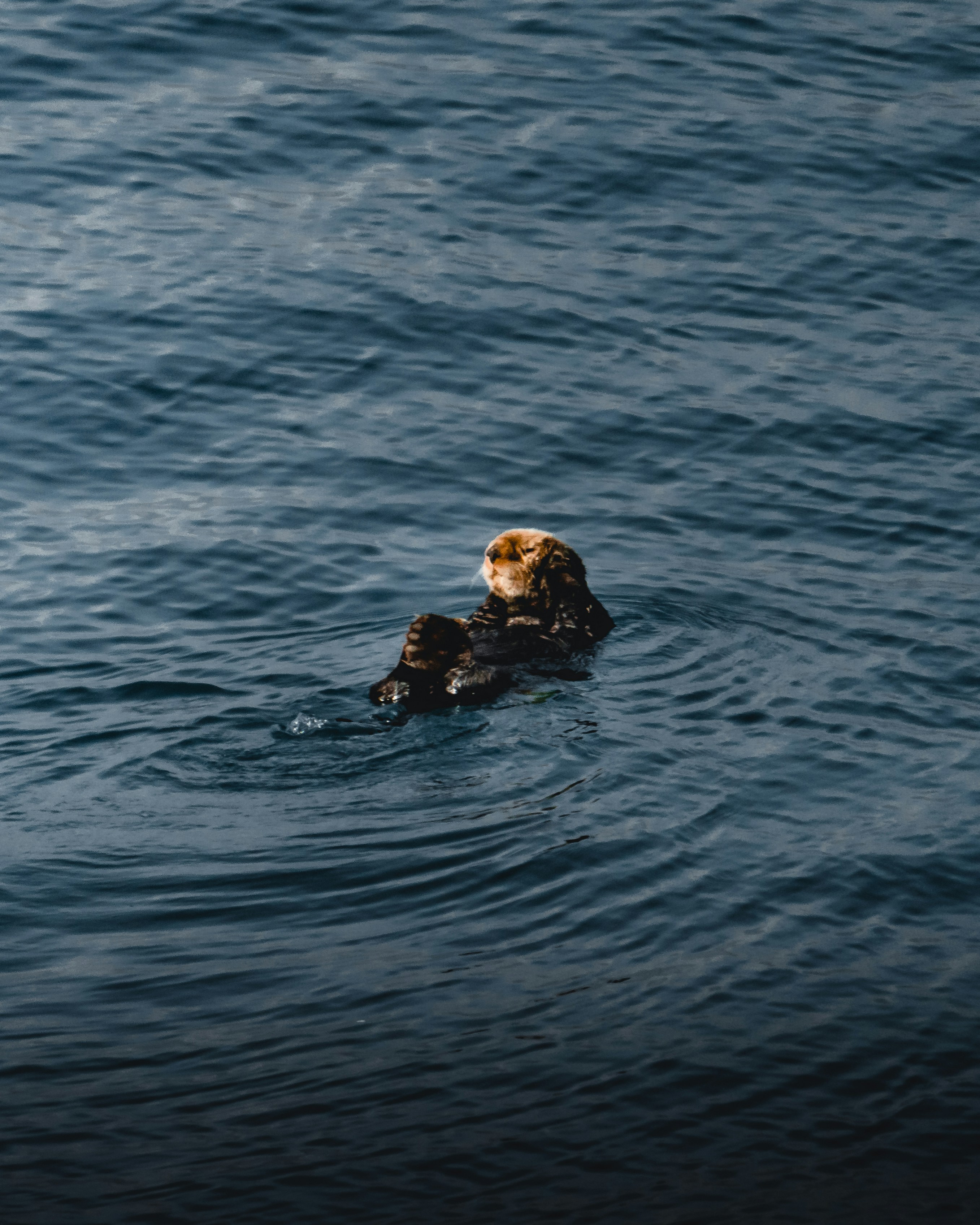 A playful dog swimming in calm blue waters, showcasing its joyful spirit and connection with nature.