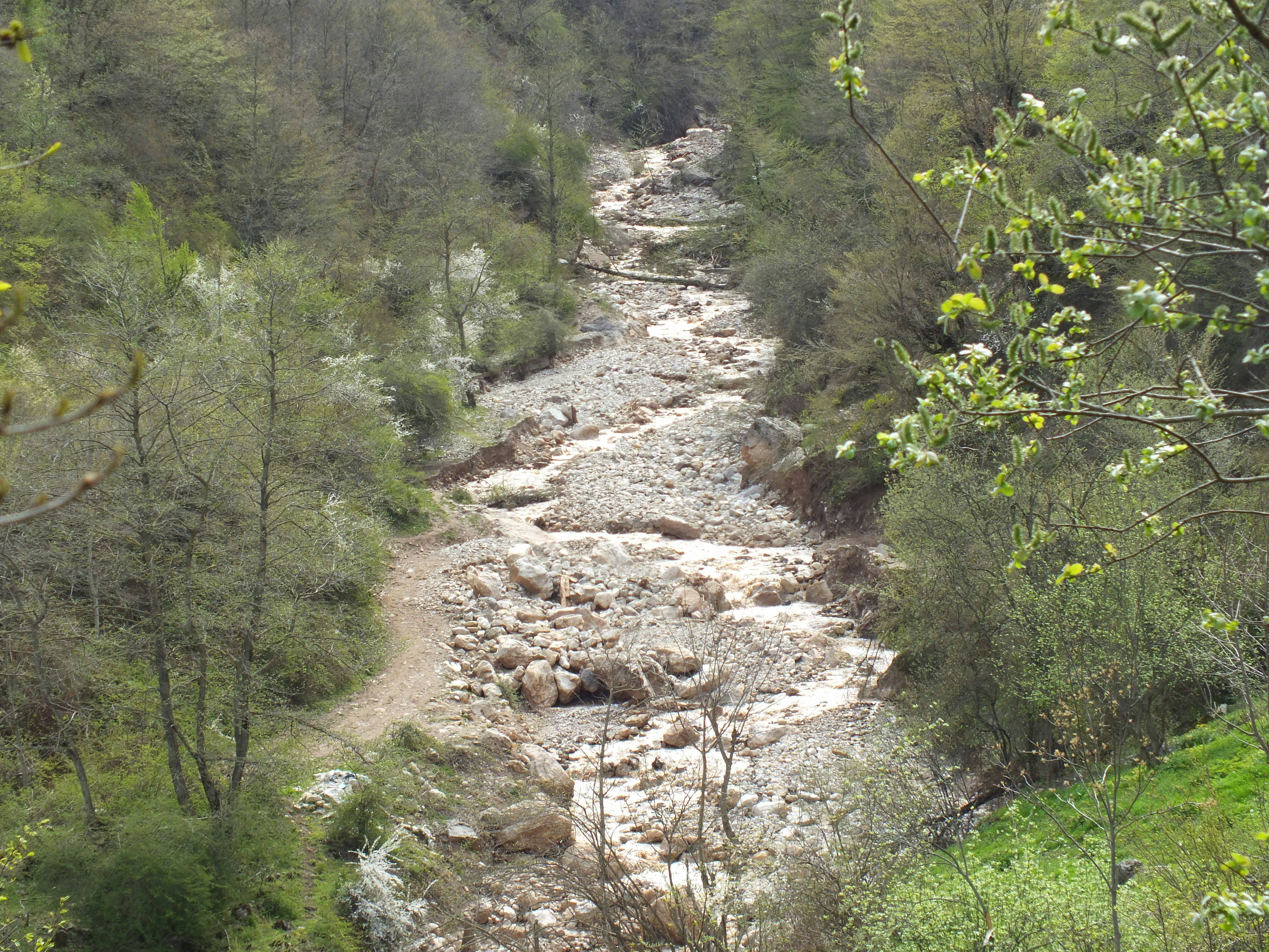 A winding stream meanders through a lush forest, flanked by budding trees and rocky banks. The scene captures the tranquility of nature's waterway.