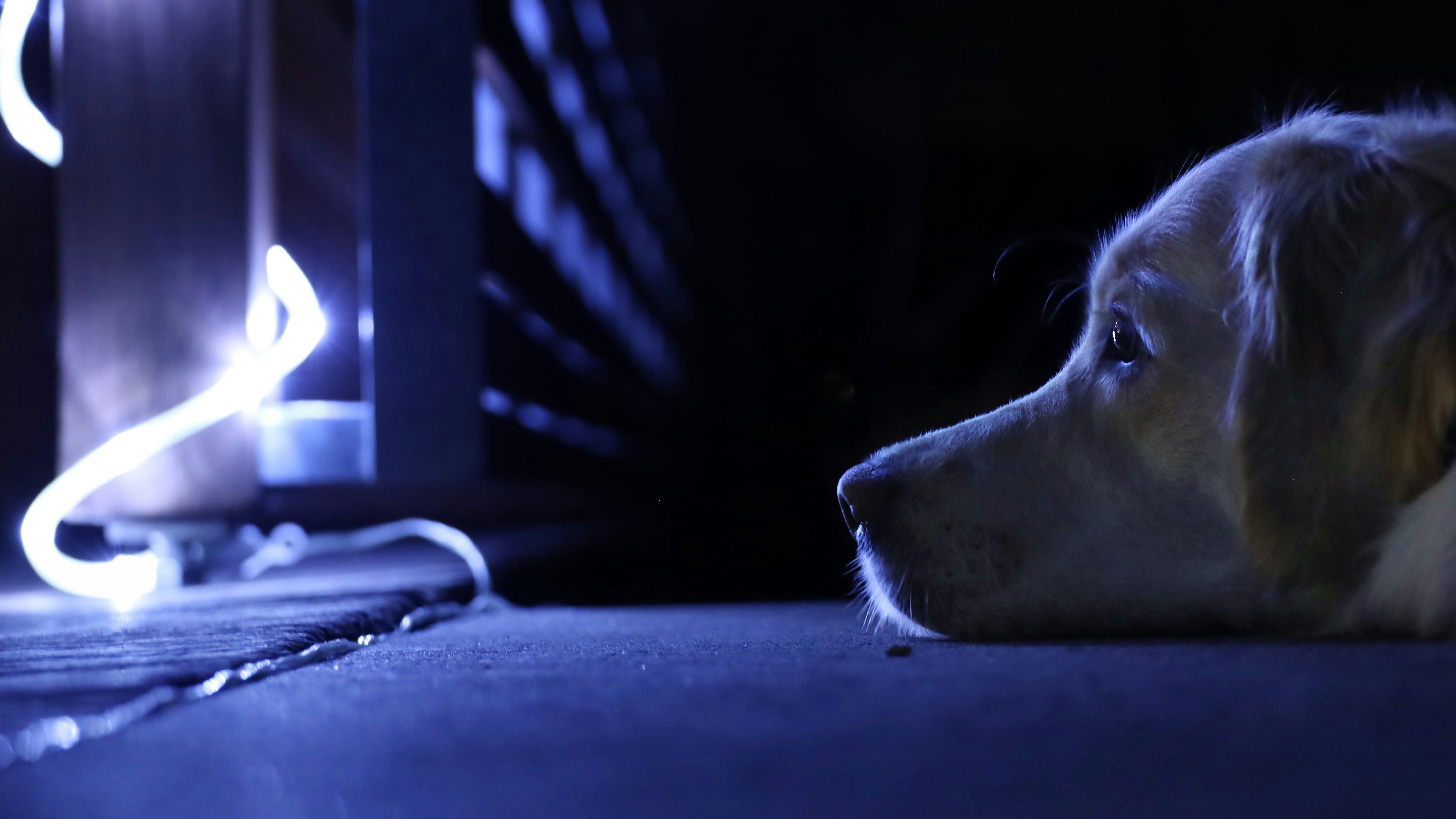 Neon Gaze: A Golden Retriever's Quiet Vigil in Blue Light