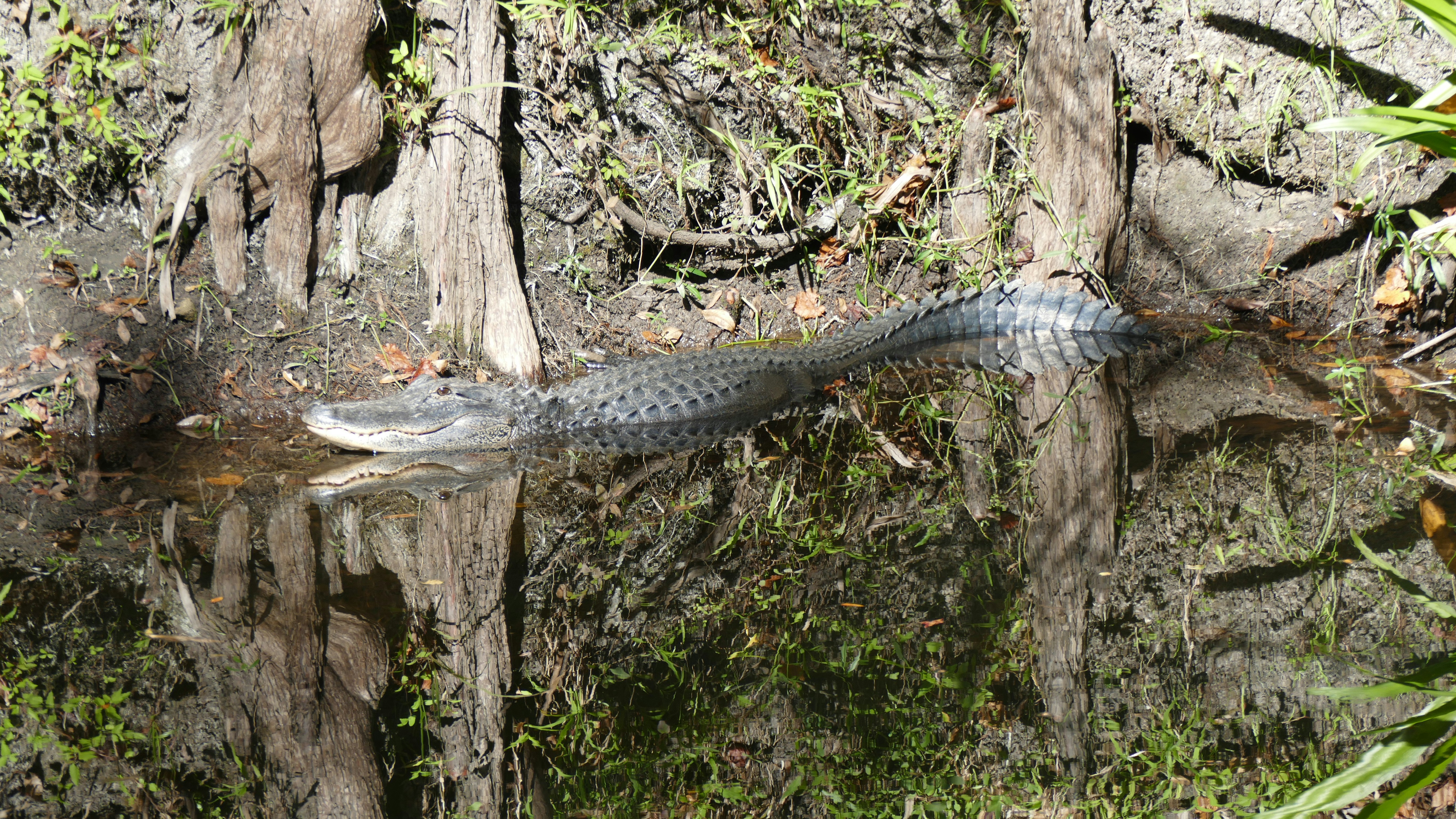 Grey crocodile photo – Free Alligator Image on Unsplash