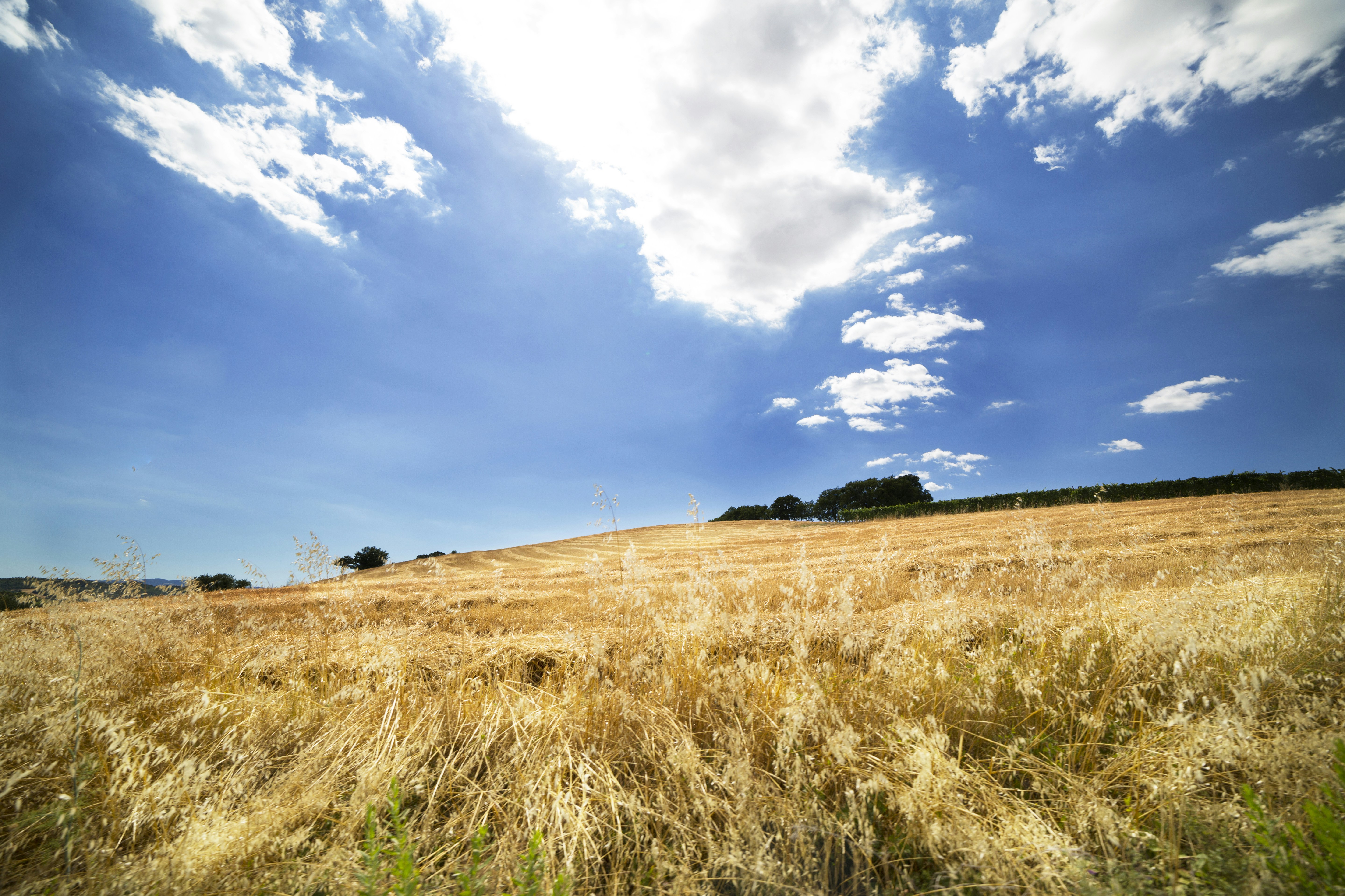 Expansive golden wheat field beneath a deep blue sky with scattered clouds.