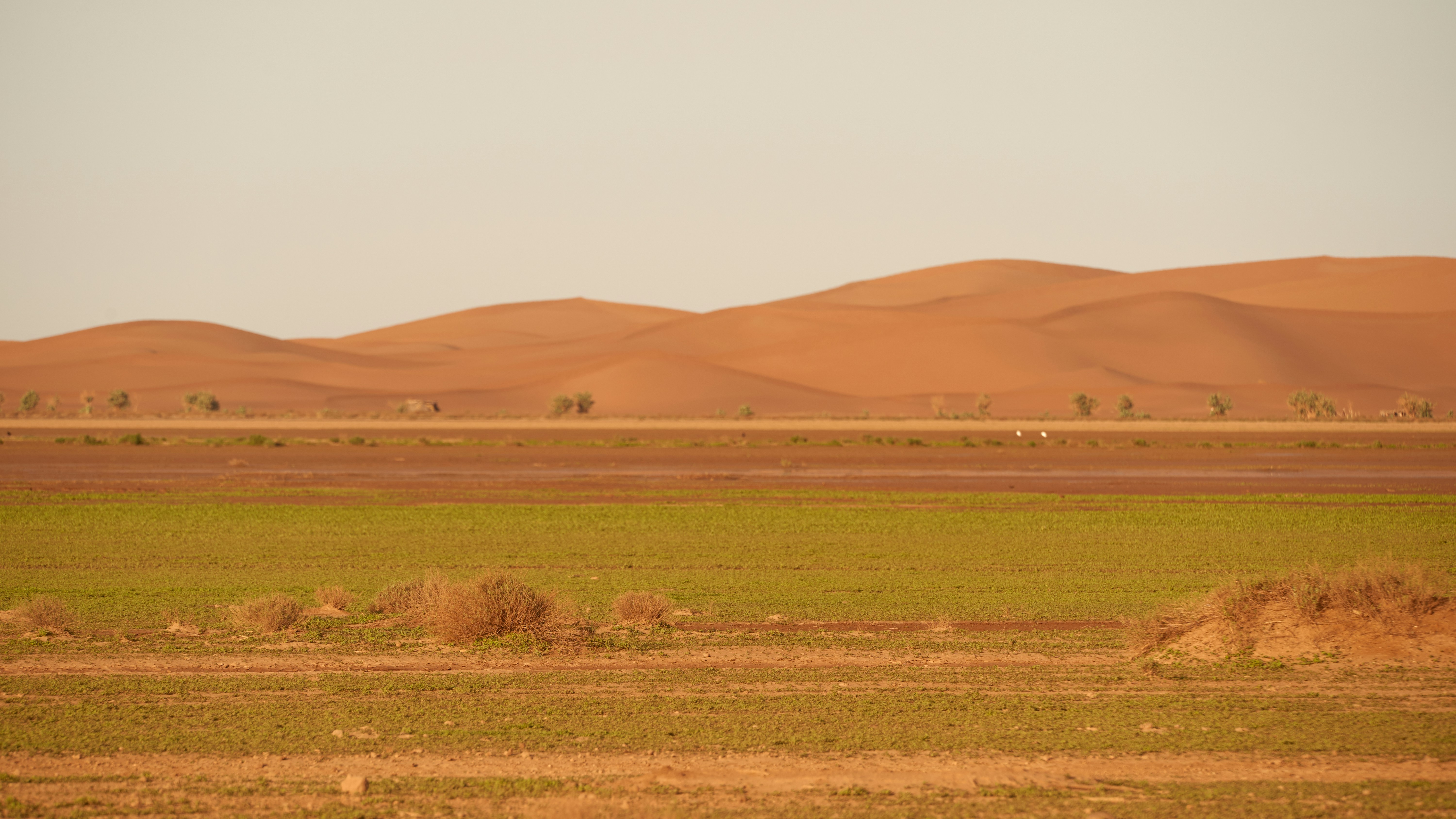 Dunes at the Threshold: Sand Warmth Meets a Narrow Green Plain